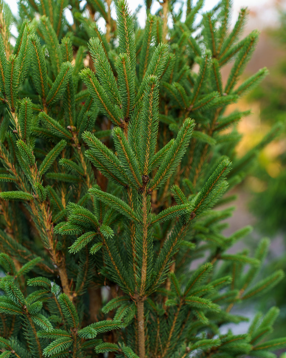 Montrose Spire White Spruce – Plant Detectives