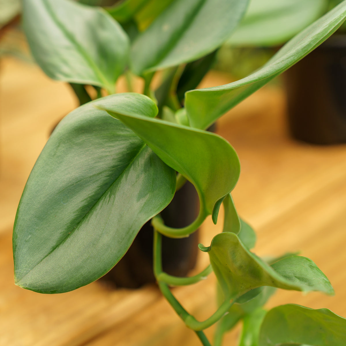 Moonlight Satin Pothos – Plant Detectives