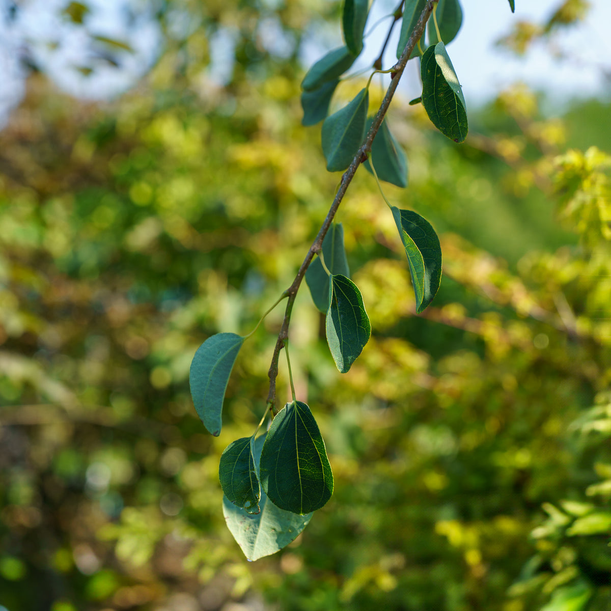 Morioka Weeping Katsura Tree – Plant Detectives