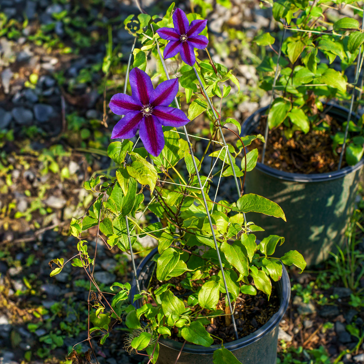 Mrs. N. Thompson Clematis – Plant Detectives