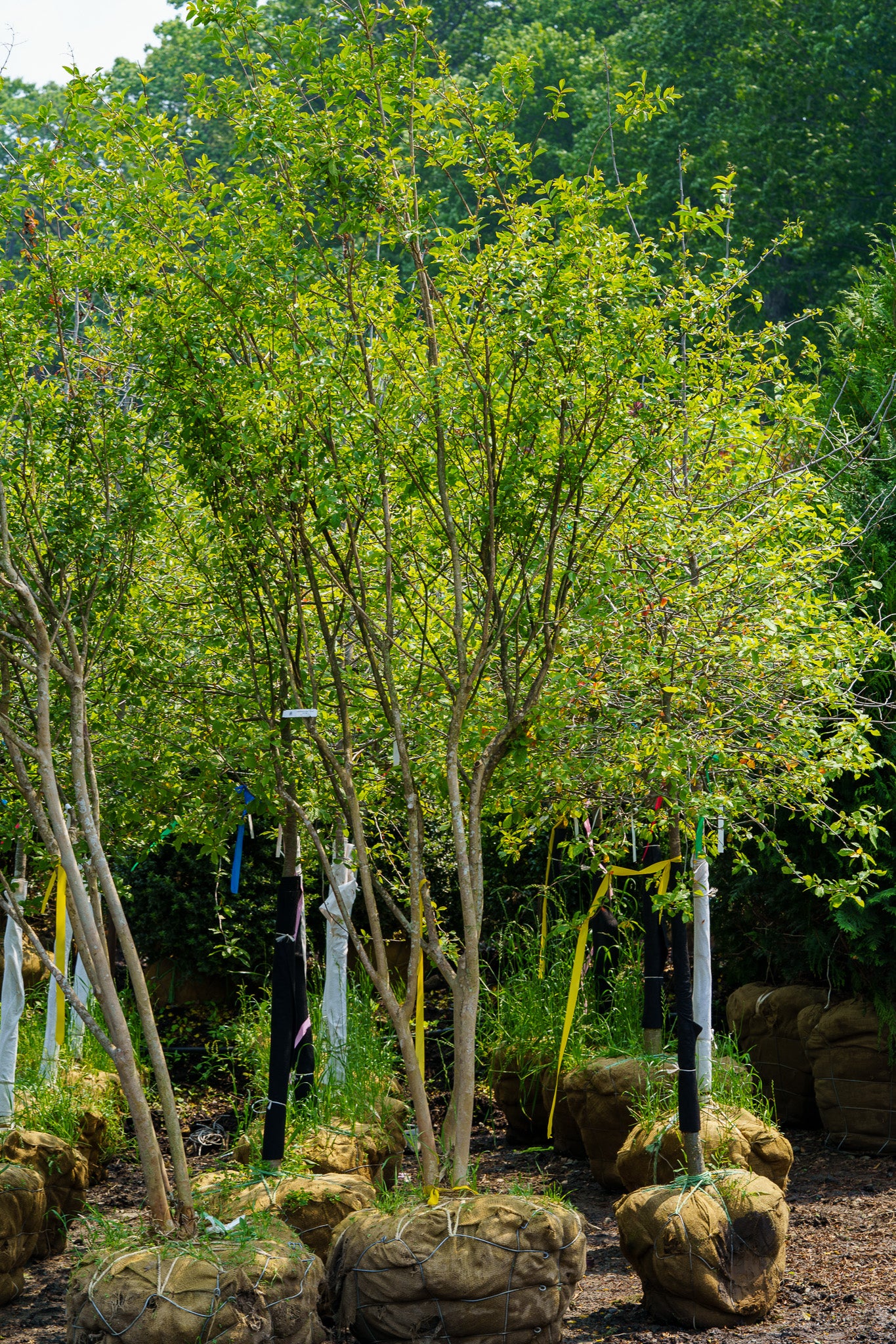 The Crape Myrtle Guide – Plant Detectives