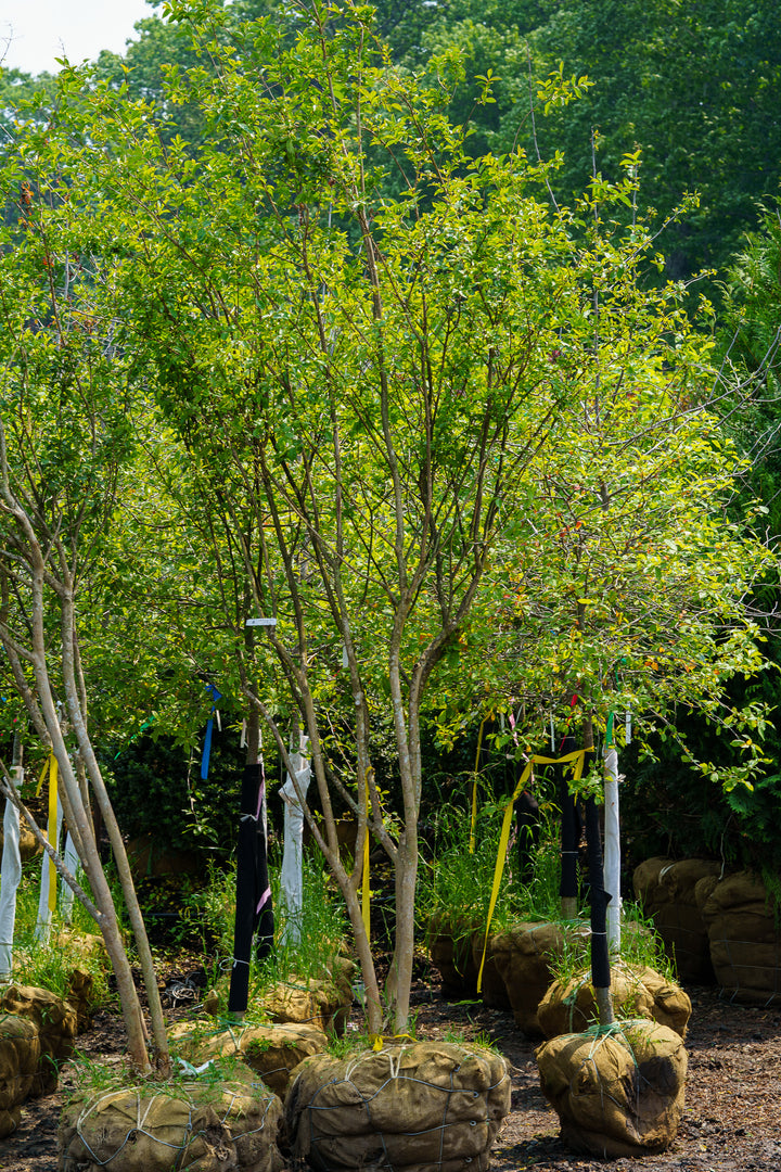 The Crape Myrtle Guide – Plant Detectives