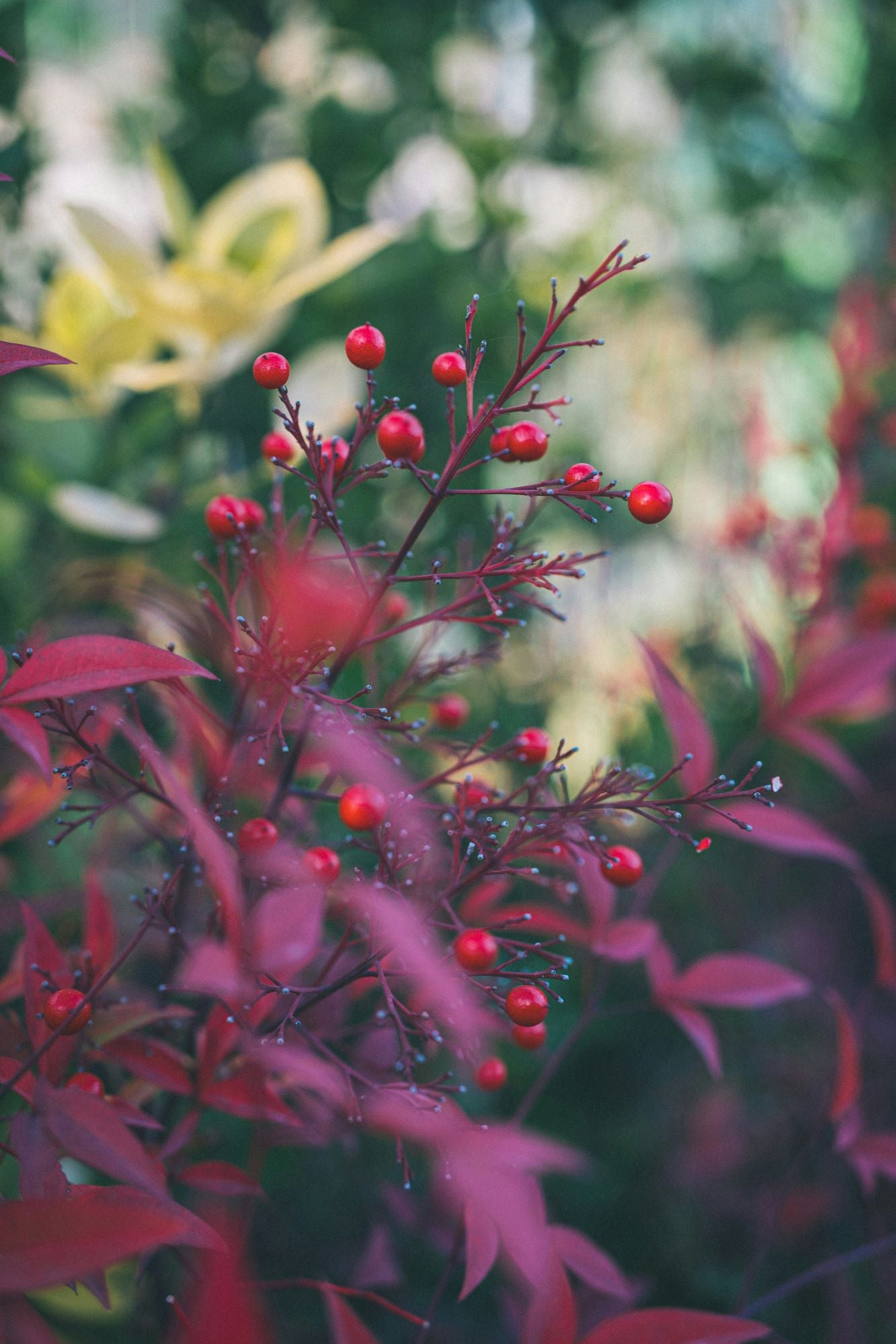 The Nandina Guide – Plant Detectives