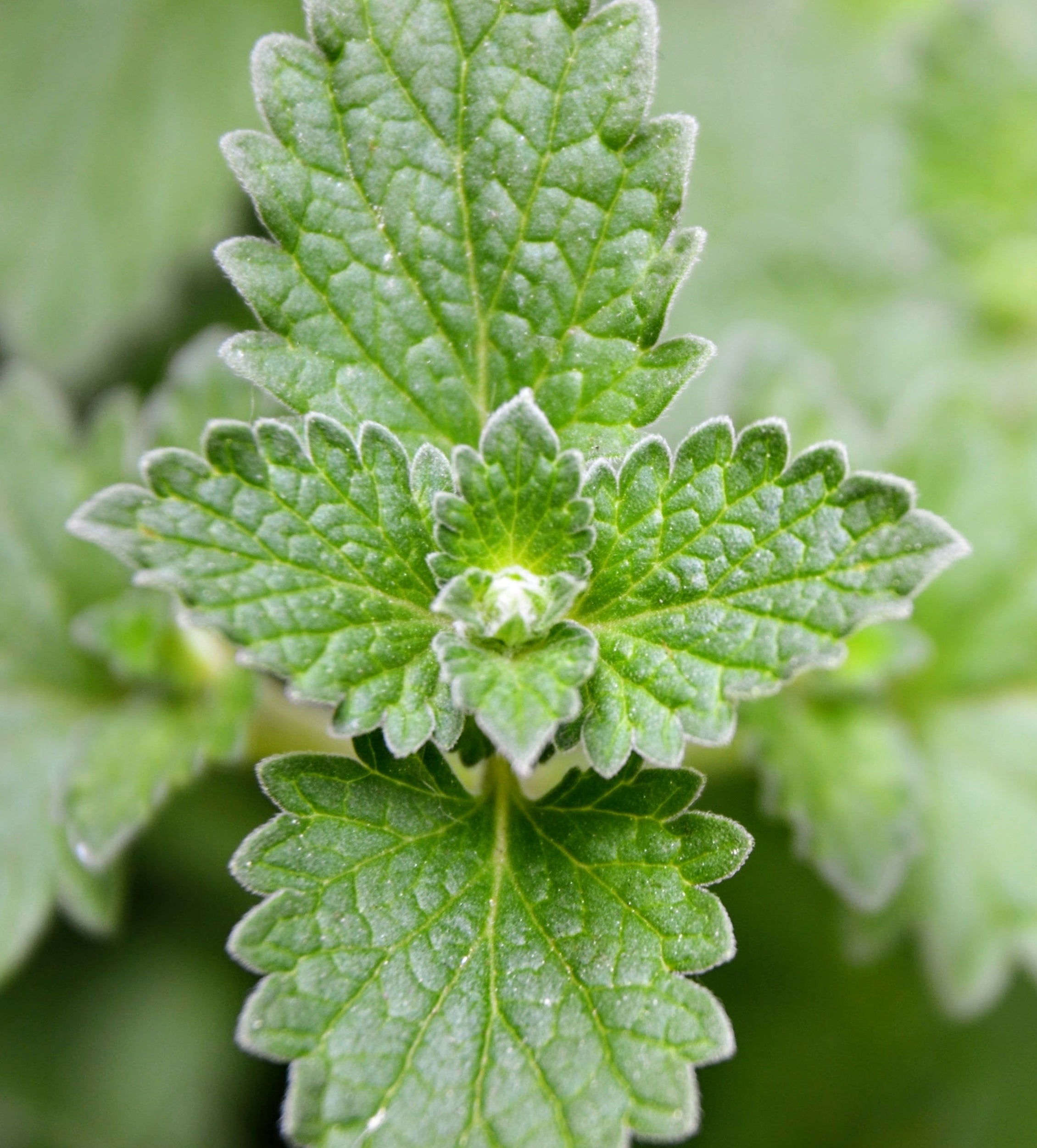The Nepeta Guide – Plant Detectives