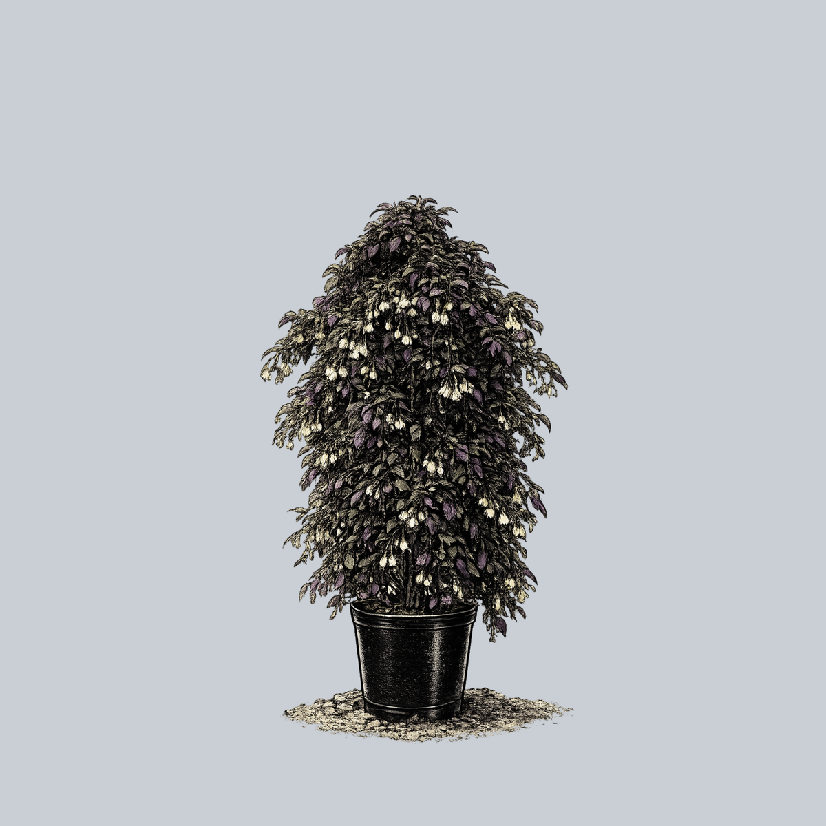 Nightfall Weeping Japanese Snowbell – Plant Detectives