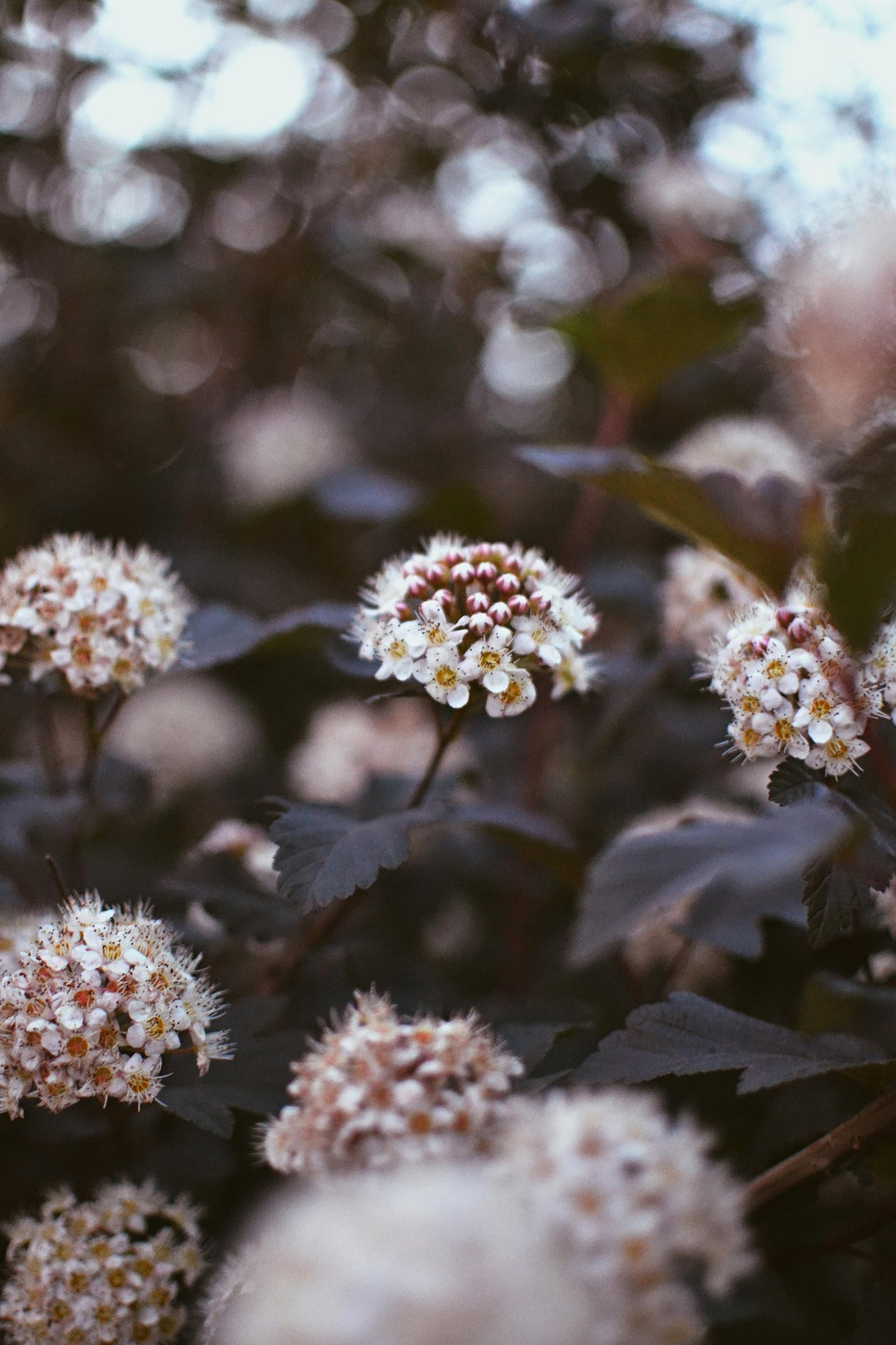 The Ninebark Guide – Plant Detectives