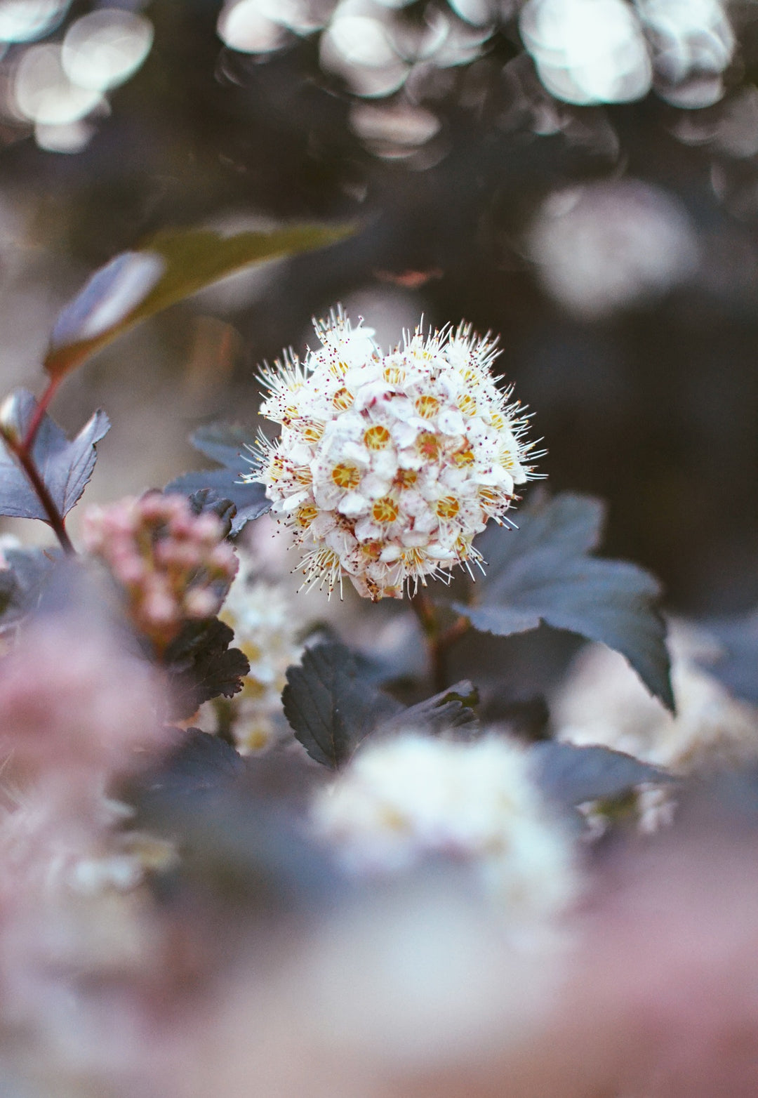 The Ninebark Guide – Plant Detectives