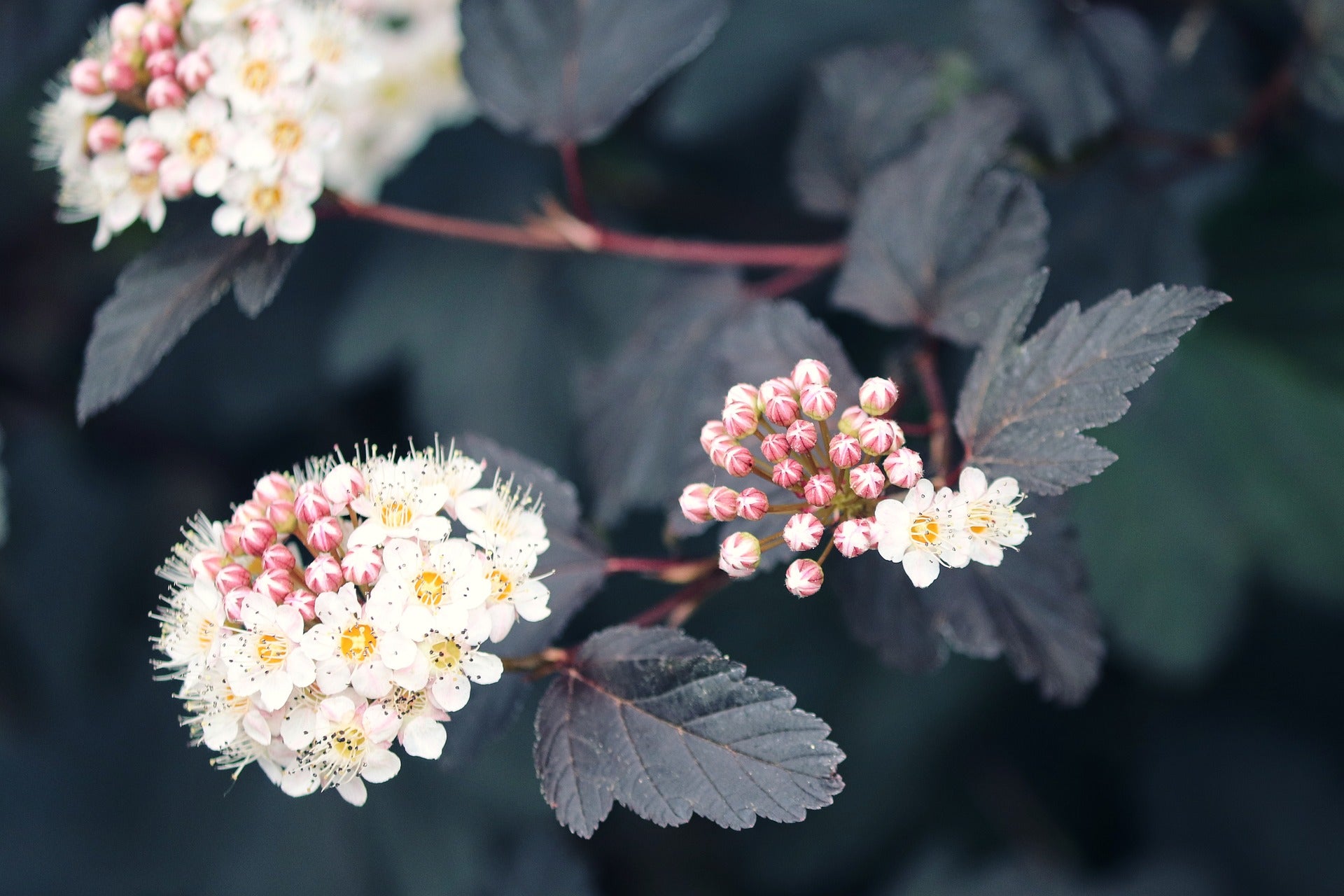 Ninebark (Physocarpus) – Plant Detectives