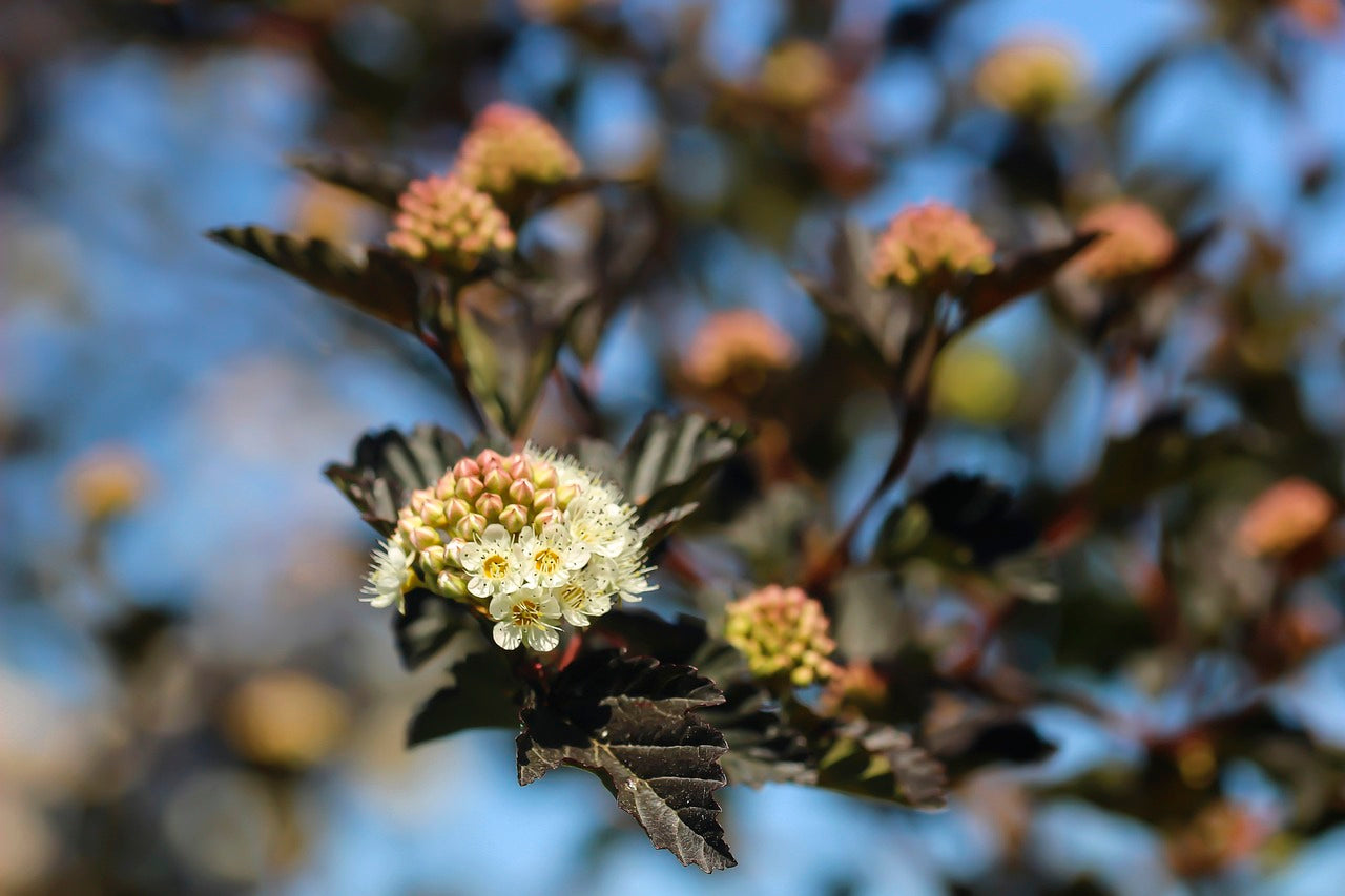 Ninebark (Physocarpus) – Plant Detectives