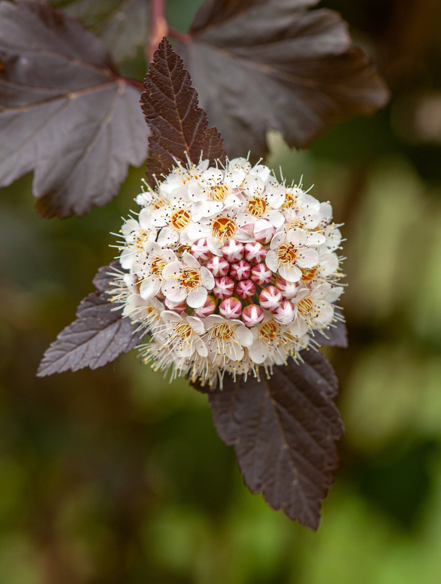 Ninebark (Physocarpus) – Plant Detectives