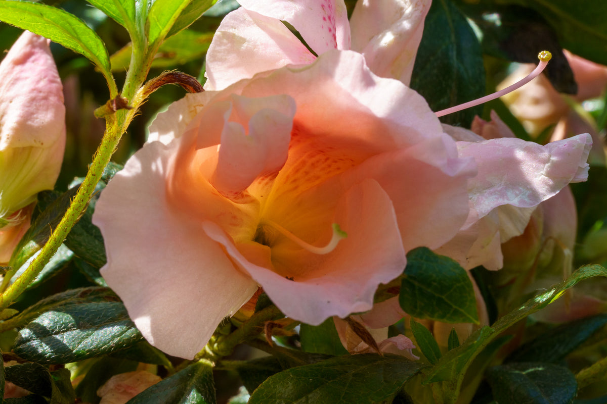 Nancy of Robinhill Azalea – Plant Detectives