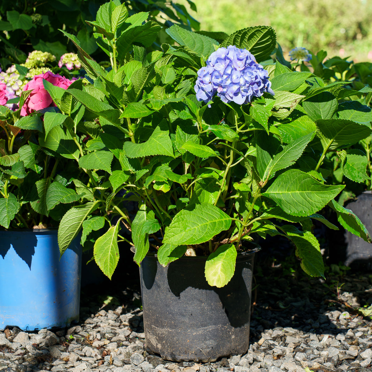 Nantucket Blue Bigleaf Hydrangea – Plant Detectives