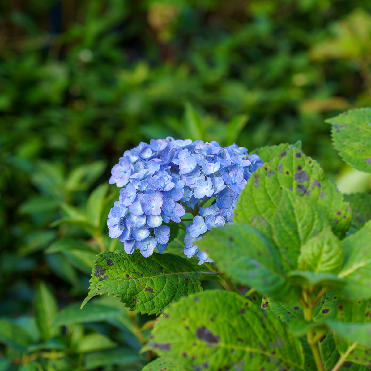 Nantucket Blue Bigleaf Hydrangea – Plant Detectives