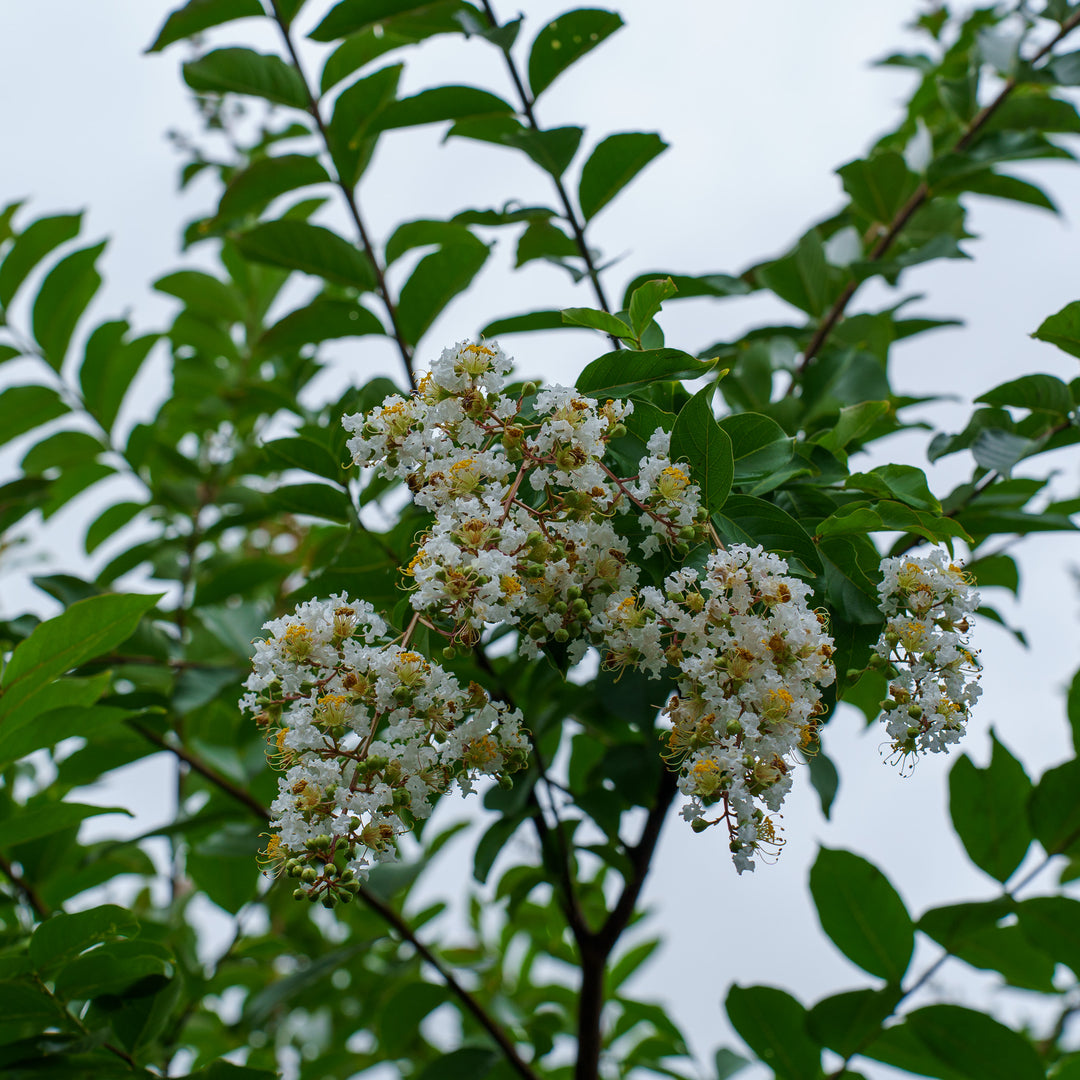 Crape Myrtle – Plant Detectives
