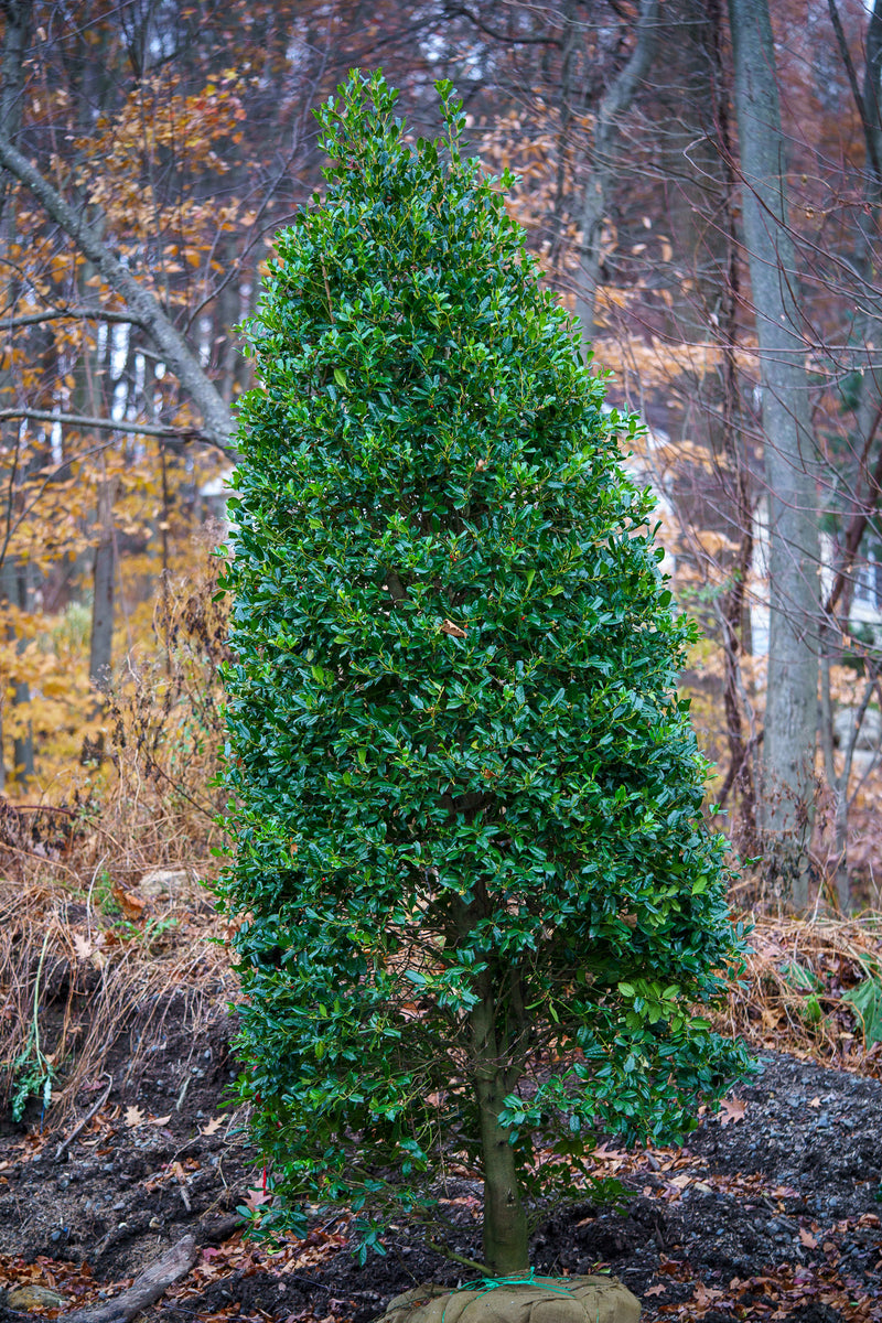Nellie R. Stevens Holly – Plant Detectives