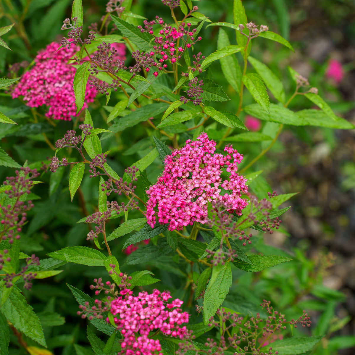 Neon Flash Spirea – Plant Detectives