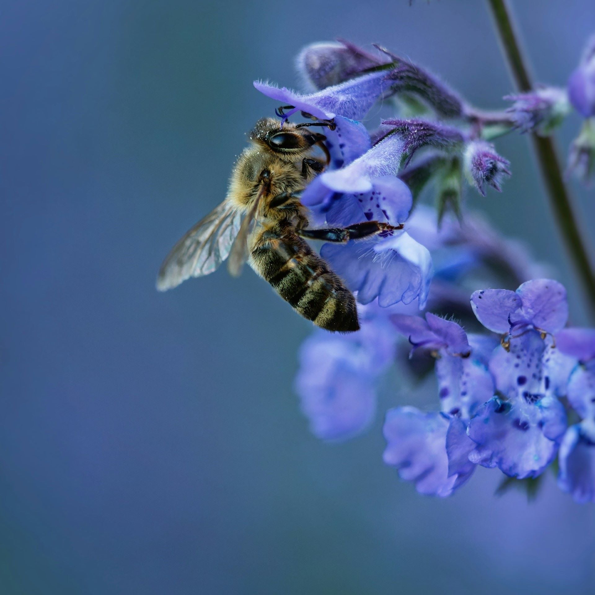 The Nepeta Guide – Plant Detectives
