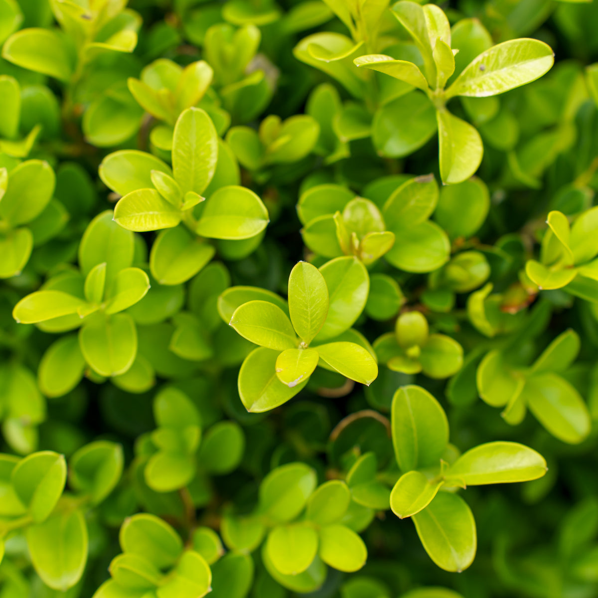 NewGen Independence Boxwood – Plant Detectives