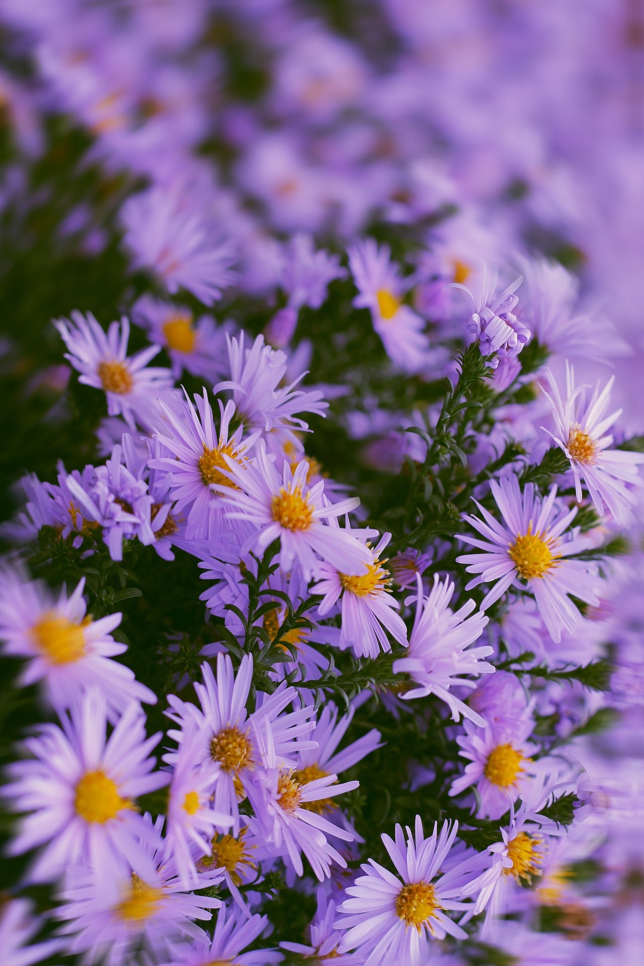 The Aster Guide – Plant Detectives