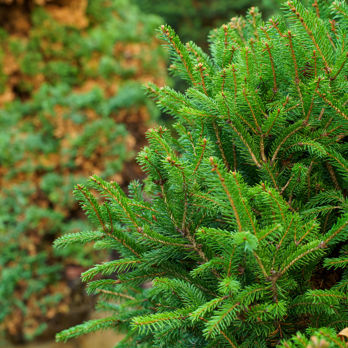 Nigra Compacta Oriental Spruce – Plant Detectives