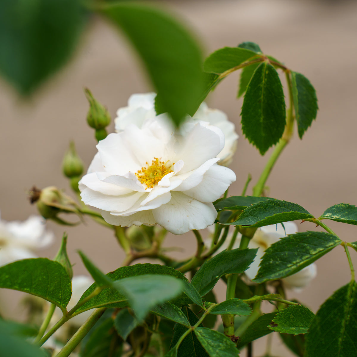 Nitty Gritty White Rose Patio Tree – Plant Detectives