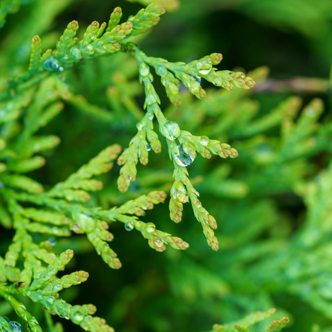 Arborvitae – Plant Detectives
