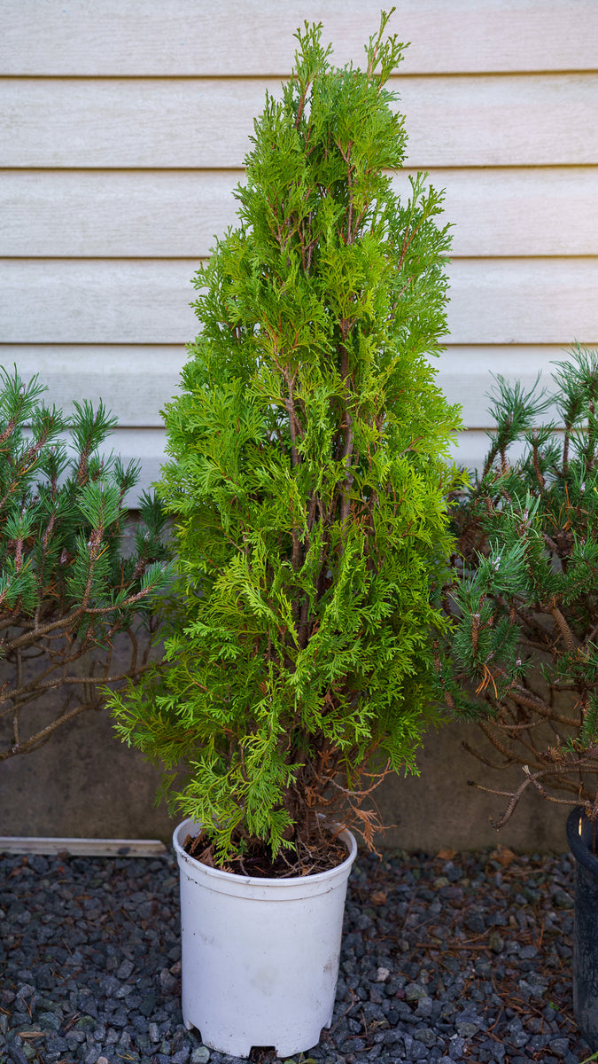 North Pole Arborvitae – Plant Detectives
