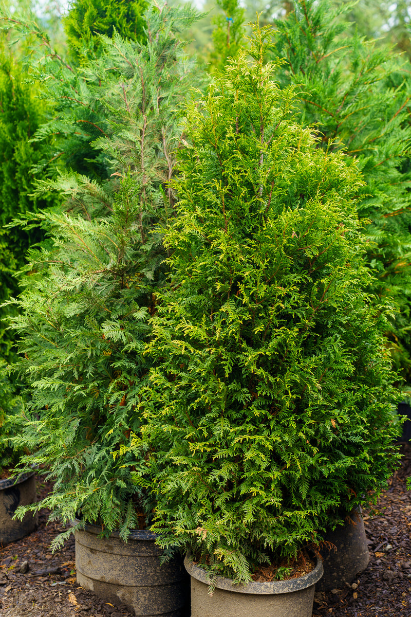 Northern Spire Western Red Cedar – Plant Detectives