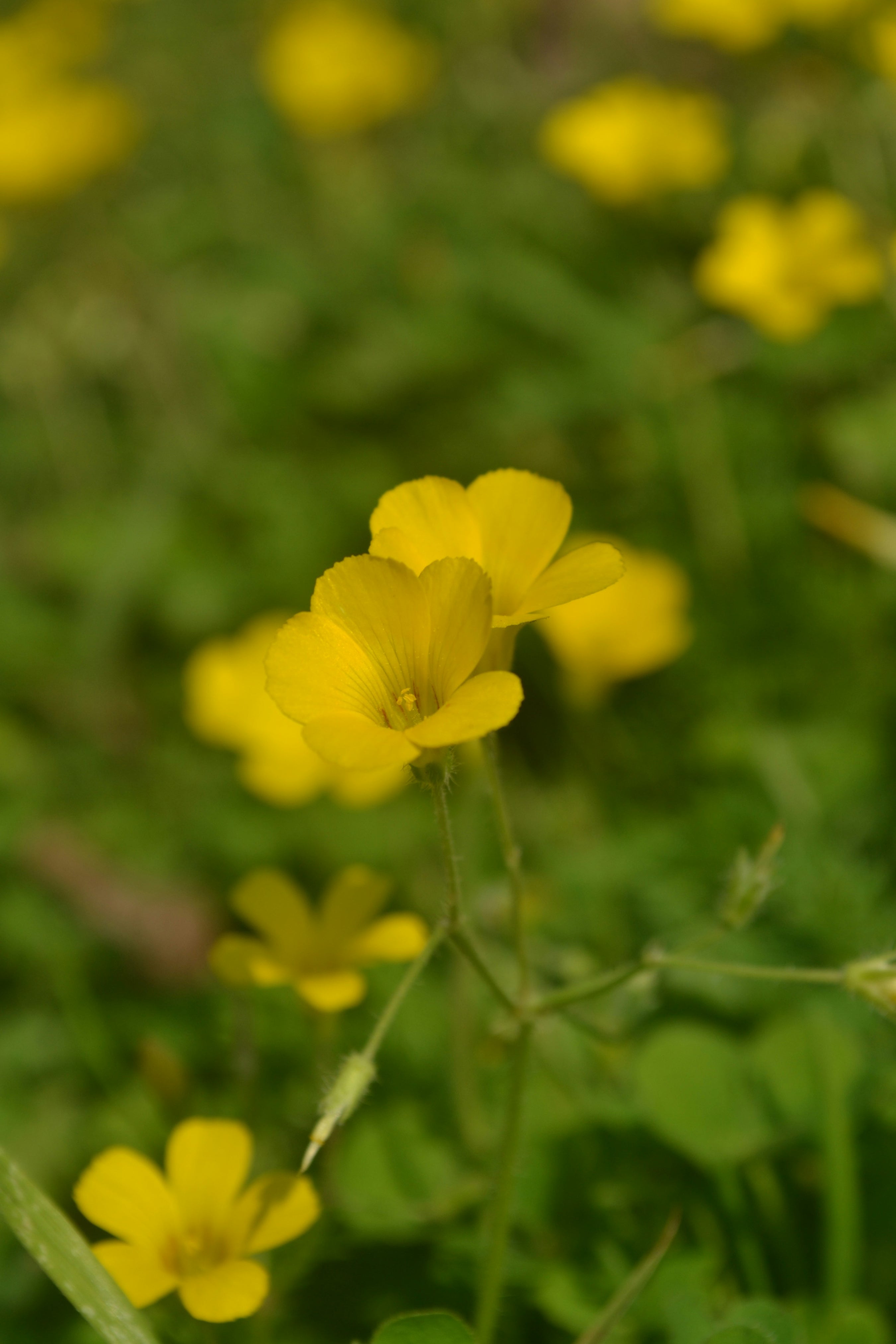 The Oxalis Guide – Plant Detectives