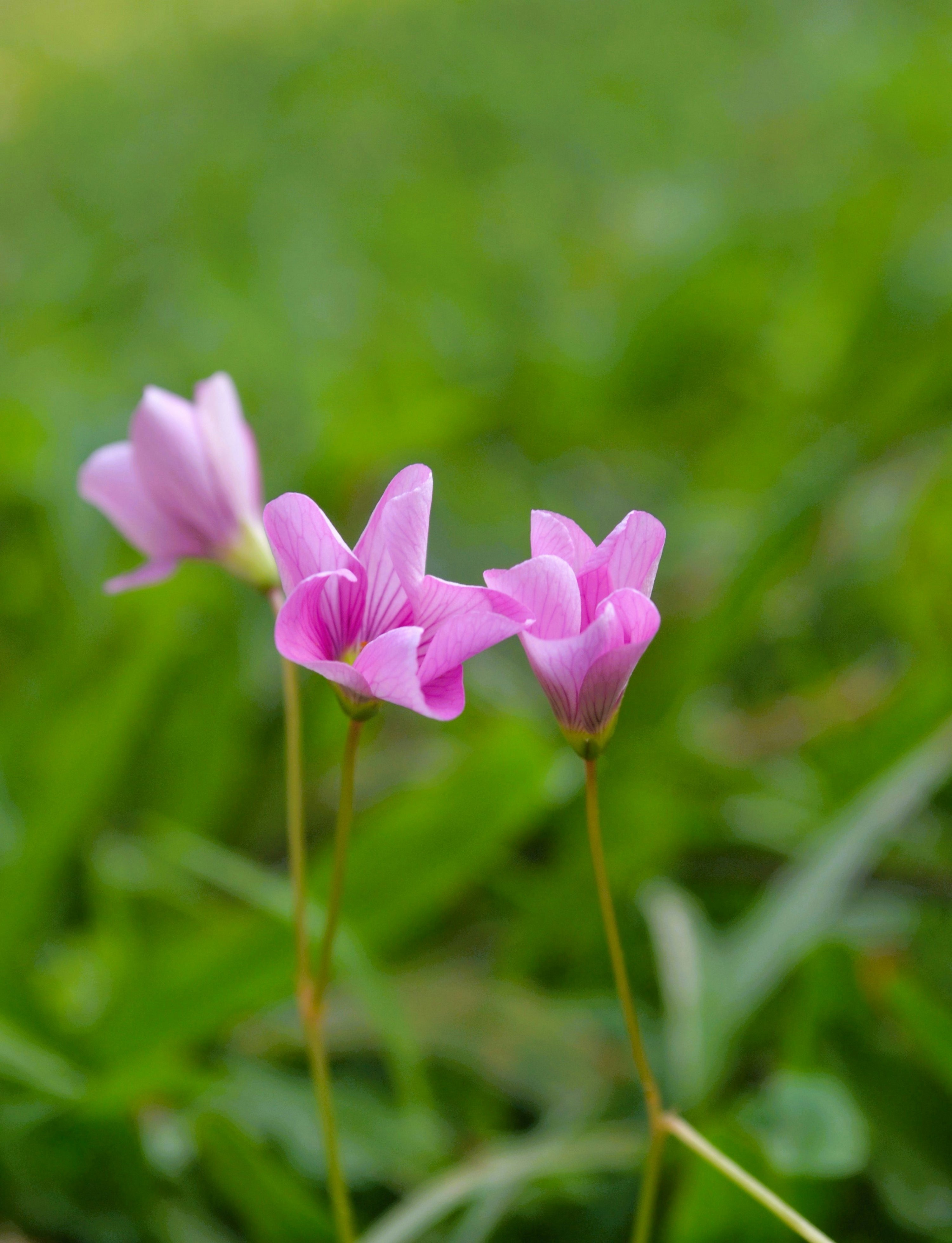 The Oxalis Guide – Plant Detectives