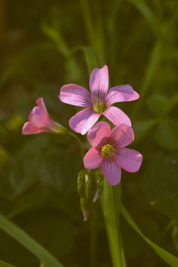 The Oxalis Guide – Plant Detectives
