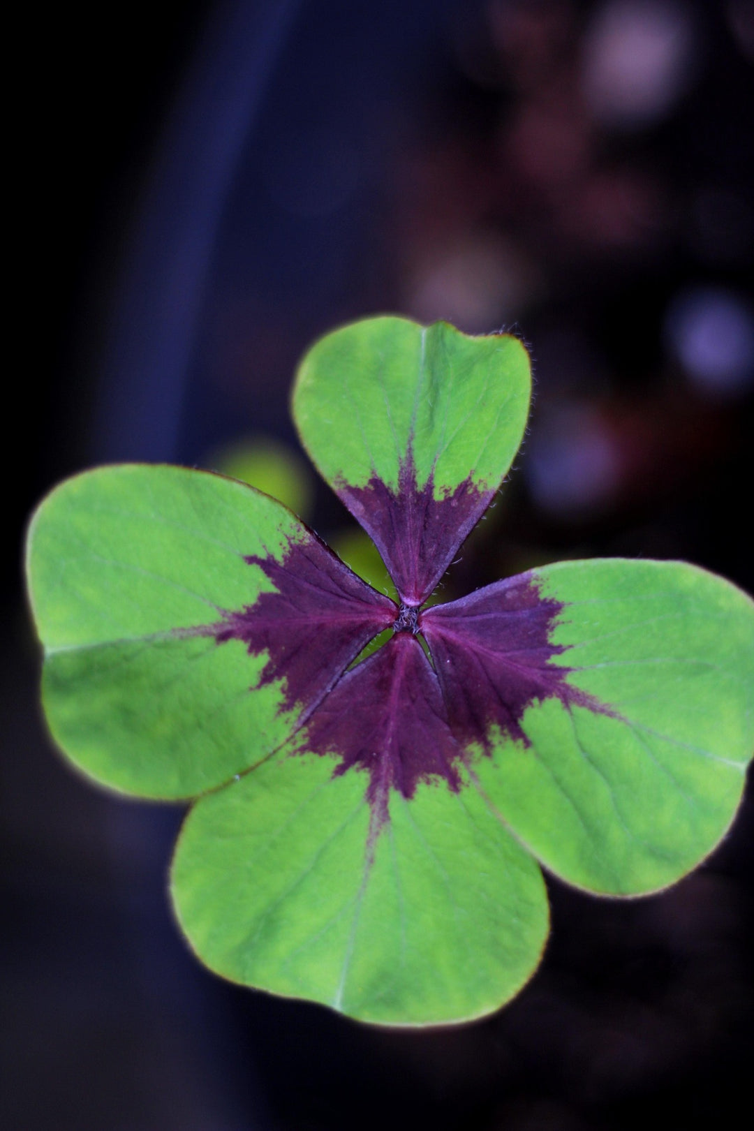 The Oxalis Guide – Plant Detectives