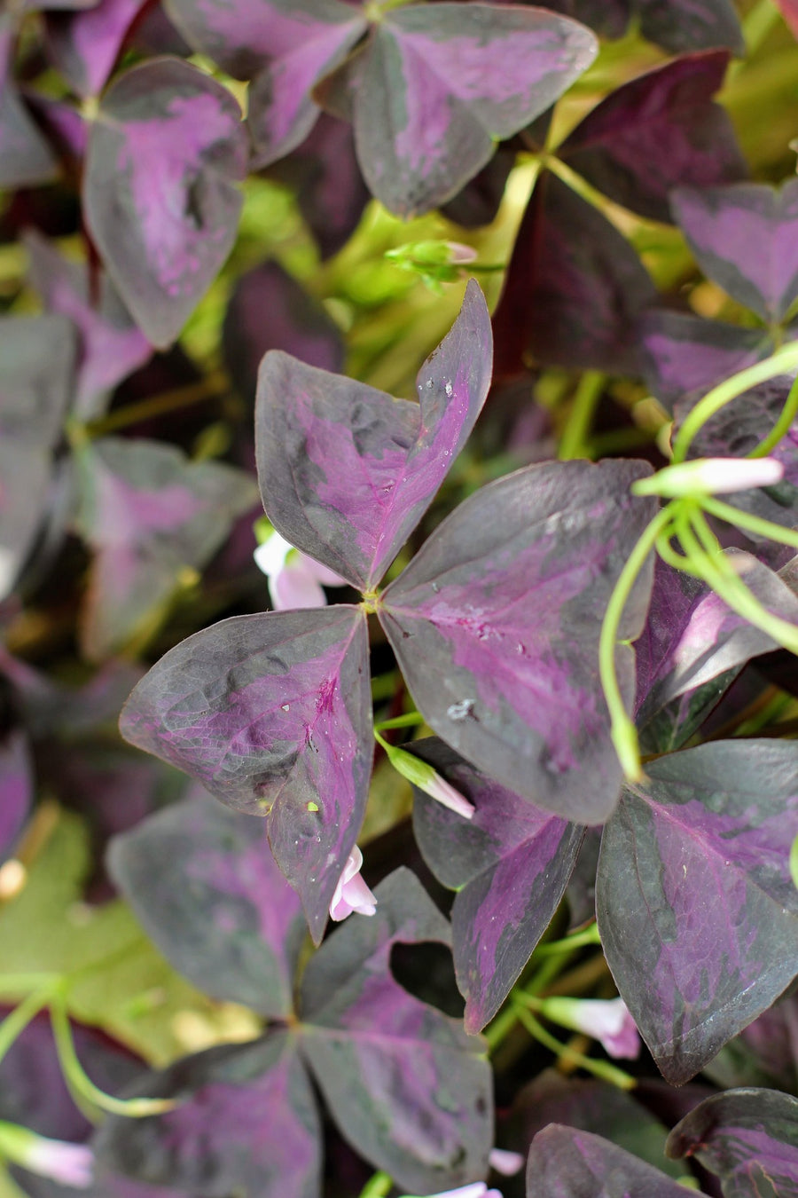 The Oxalis Guide – Plant Detectives