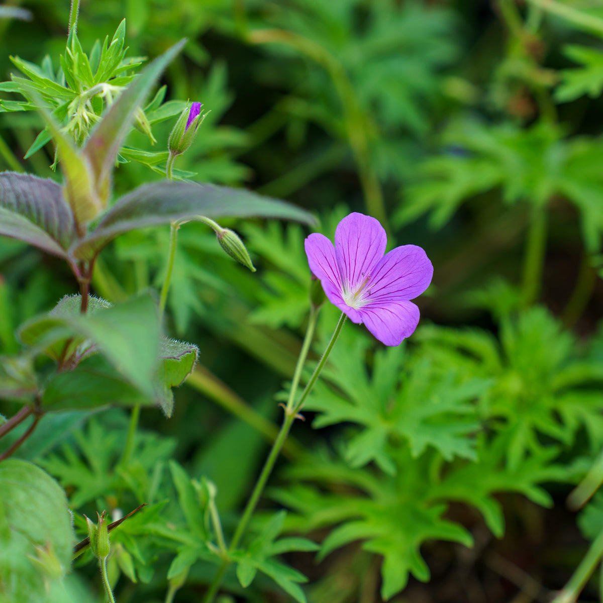 Orion Cranesbill Geranium – Plant Detectives