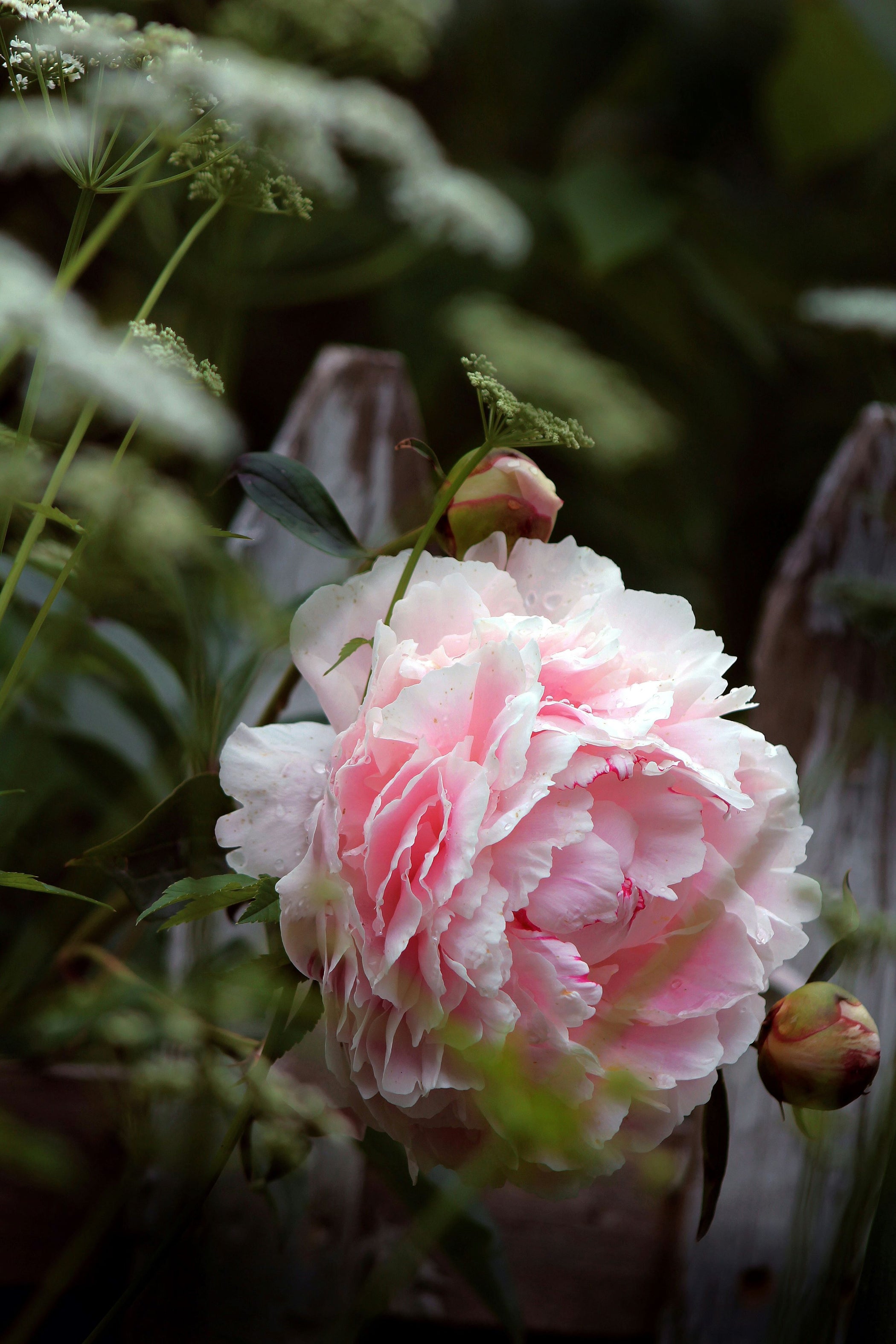 The Paeonia Guide – Plant Detectives