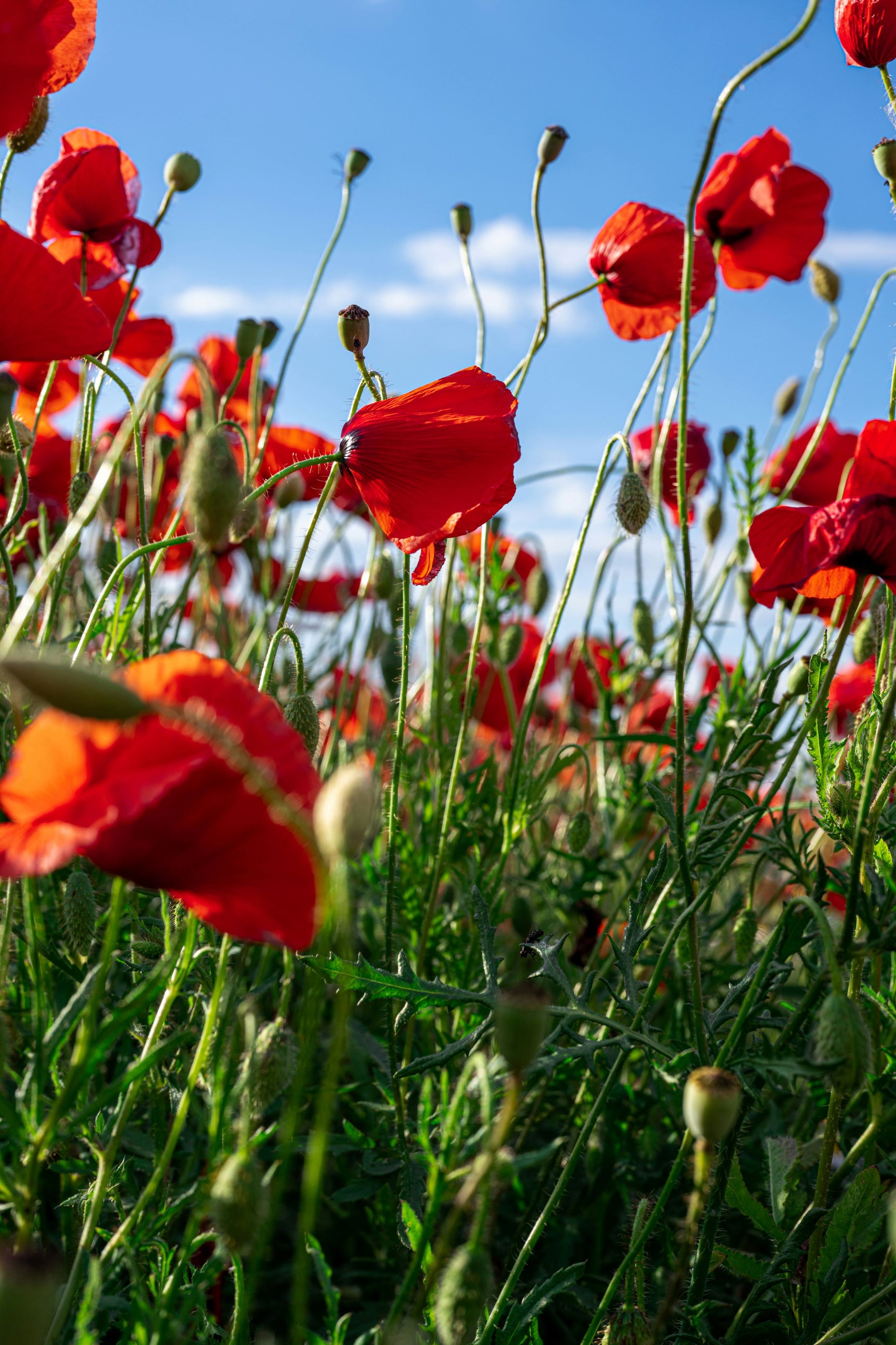 The Papaver Guide – Plant Detectives