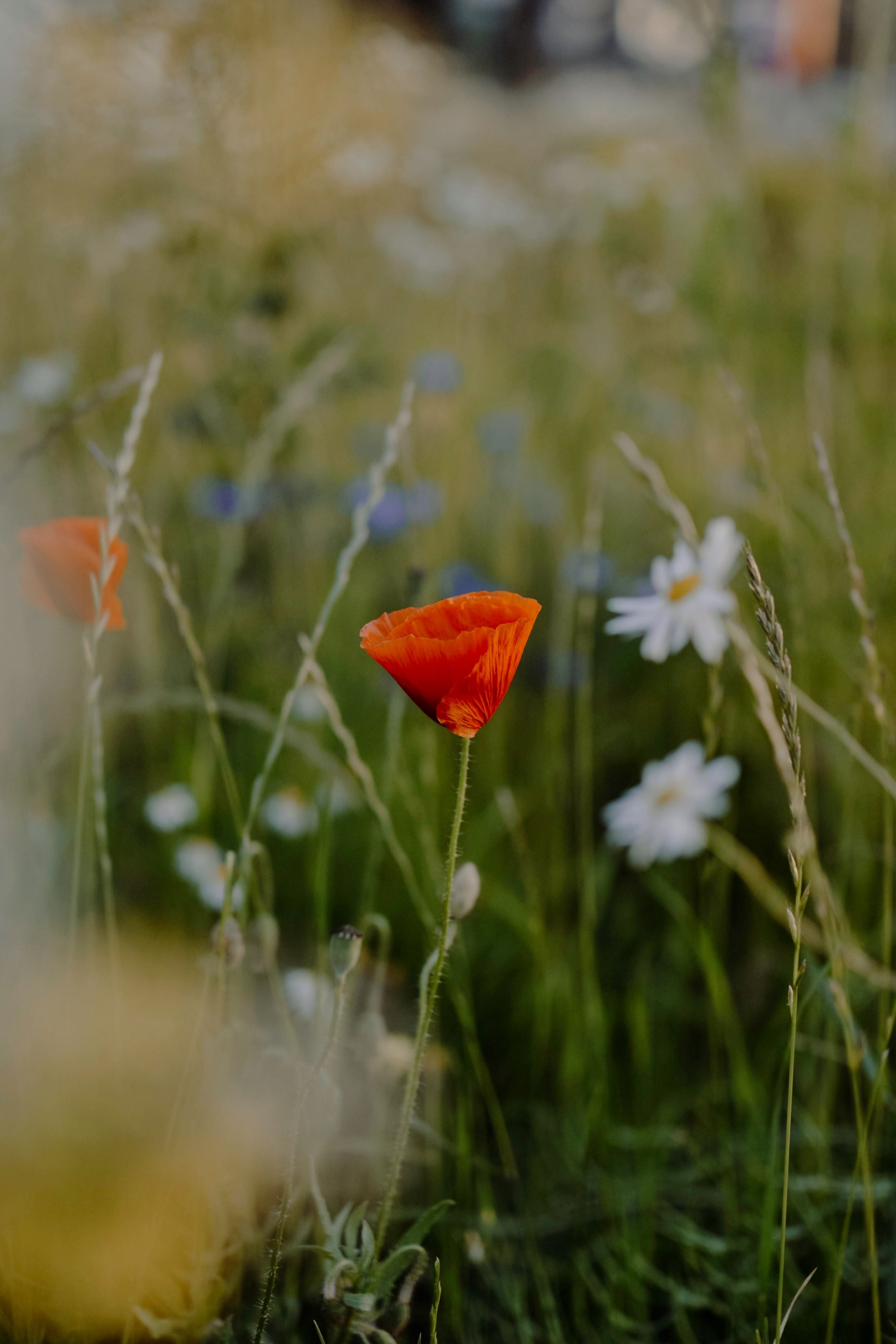 The Papaver Guide – Plant Detectives