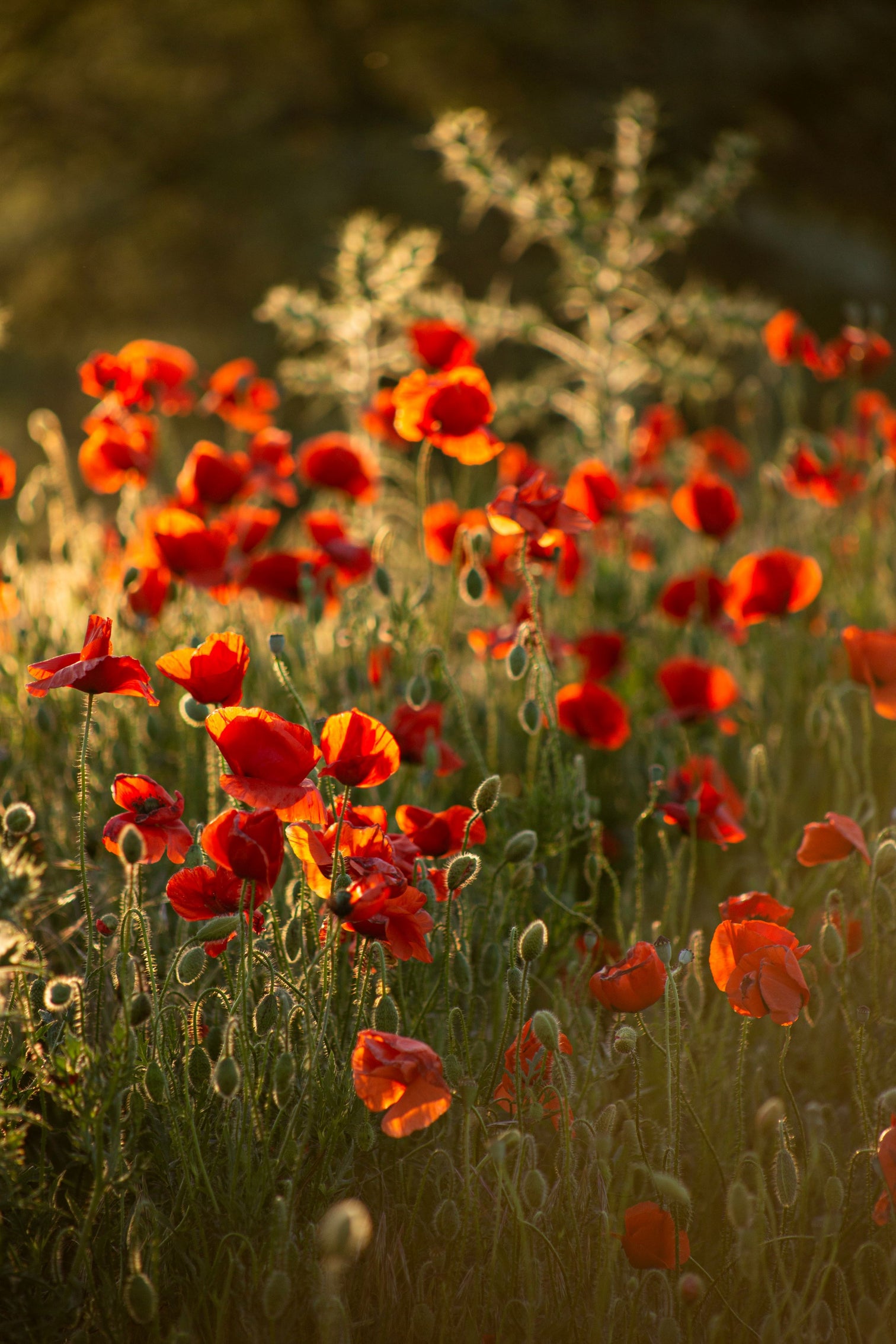 The Papaver Guide – Plant Detectives