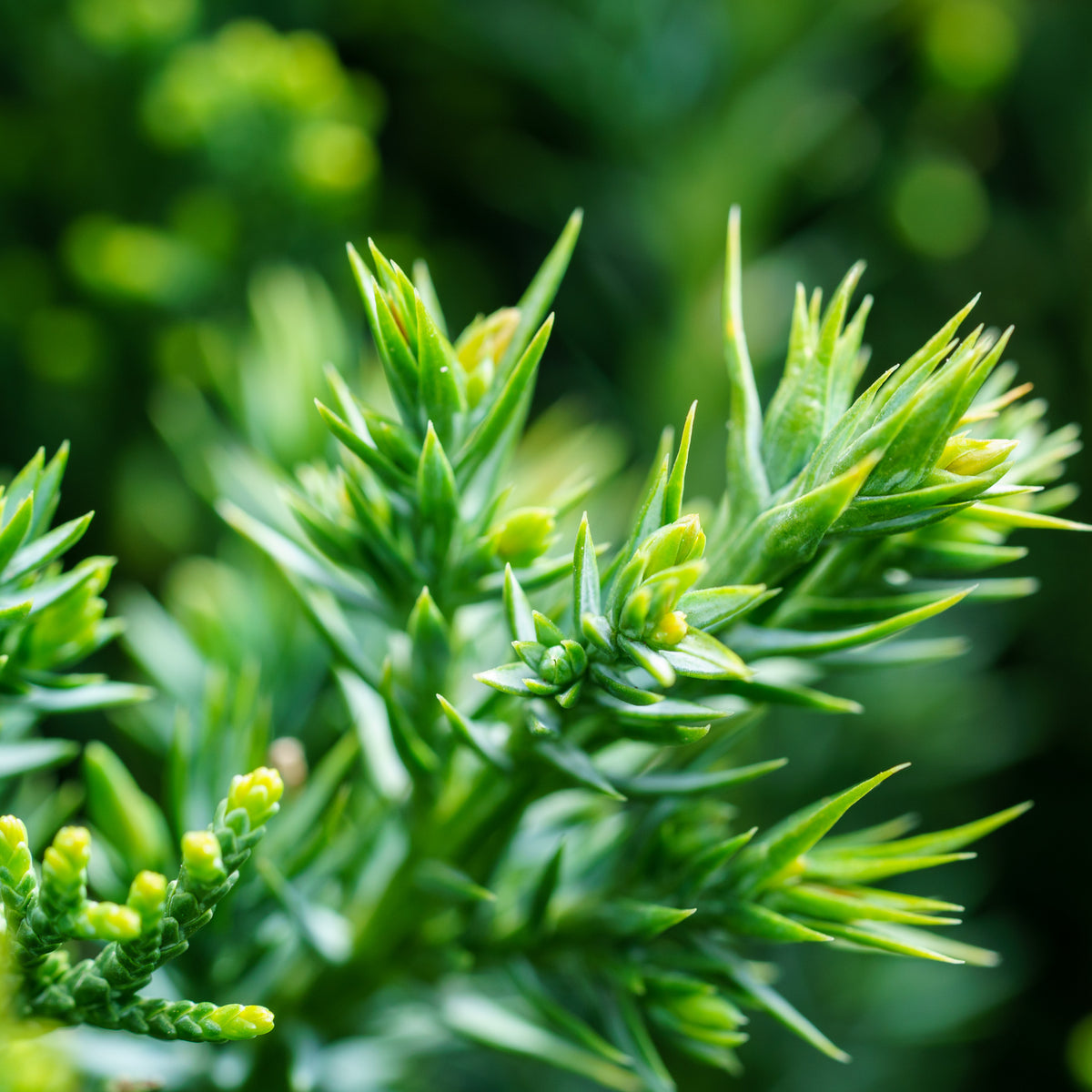 Expansa Parsonii Juniper – Plant Detectives