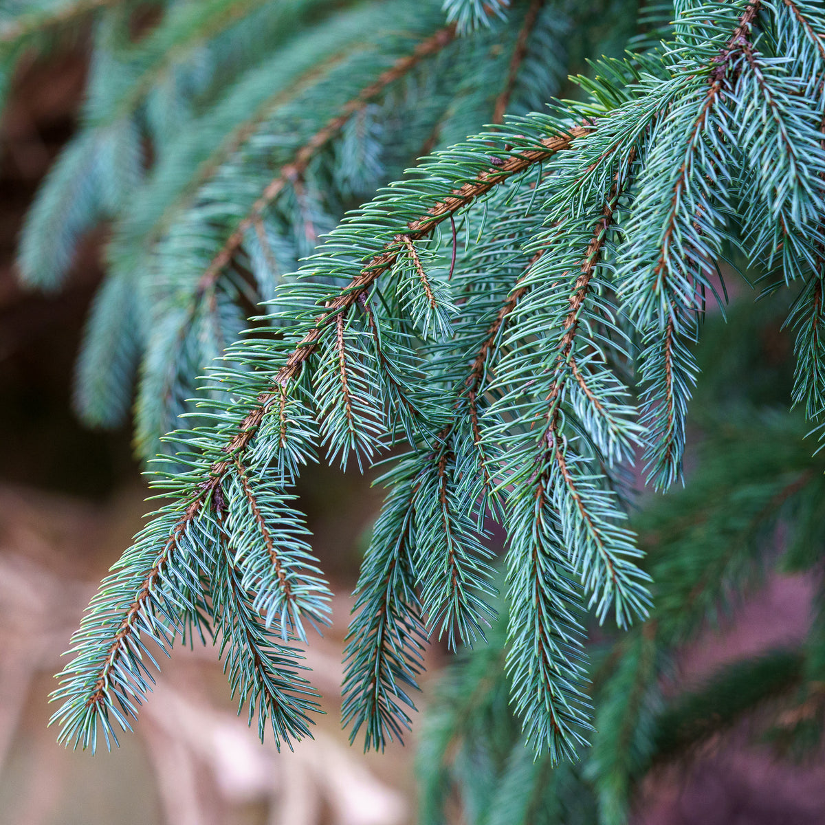 Paul's Select Norway Spruce – Plant Detectives