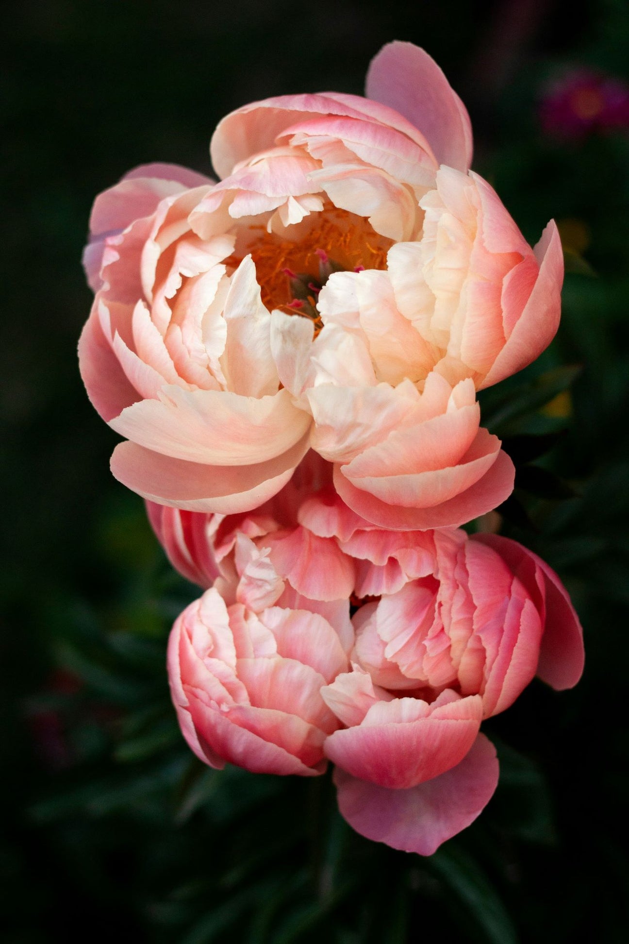 The Paeonia Guide – Plant Detectives