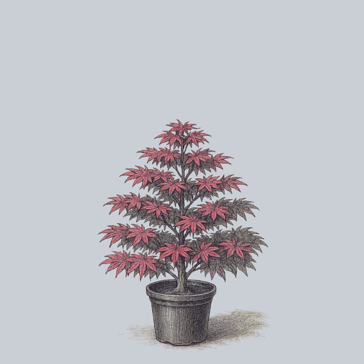 Peve Dave Japanese Maple – Plant Detectives