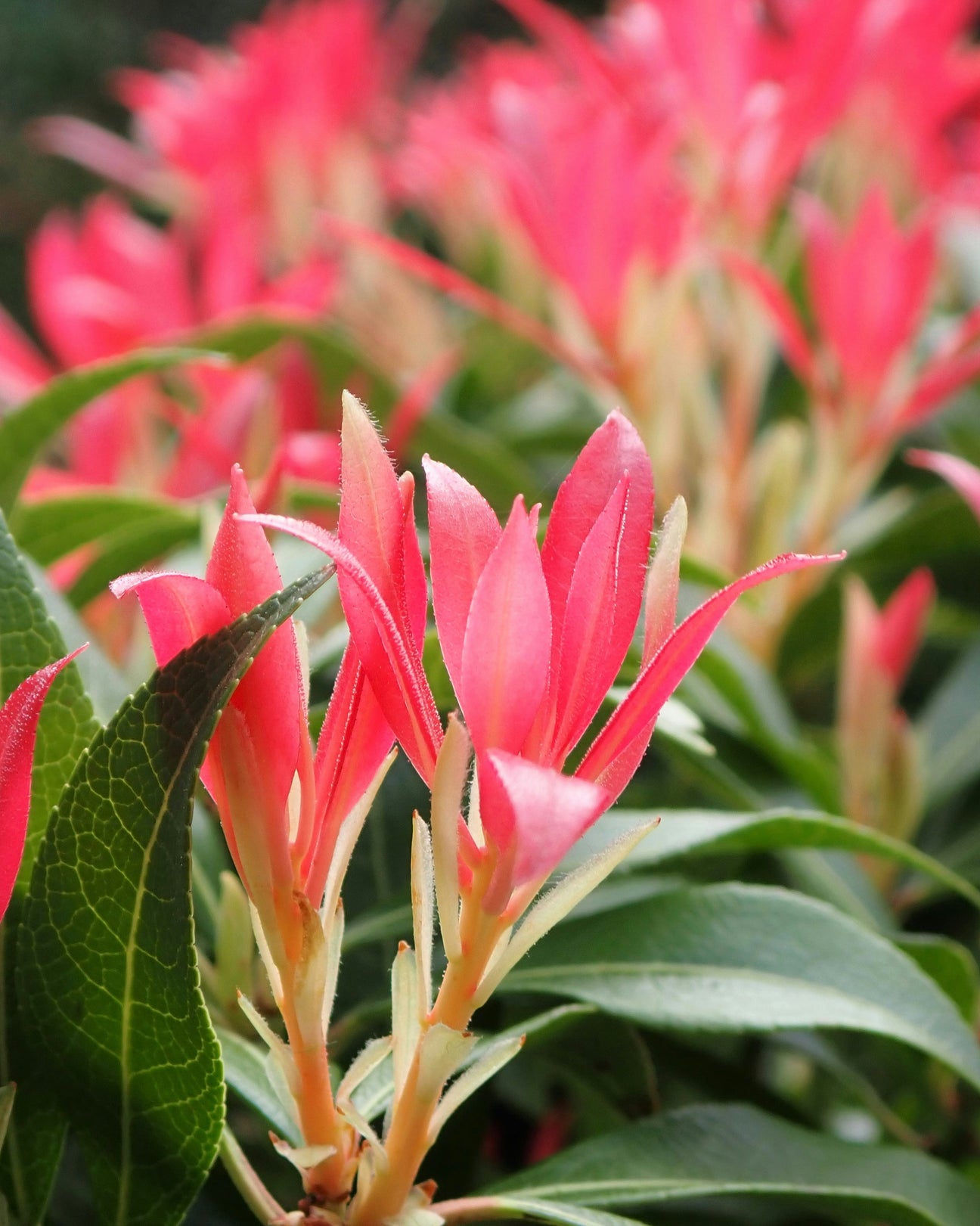 The Pieris Guide – Plant Detectives