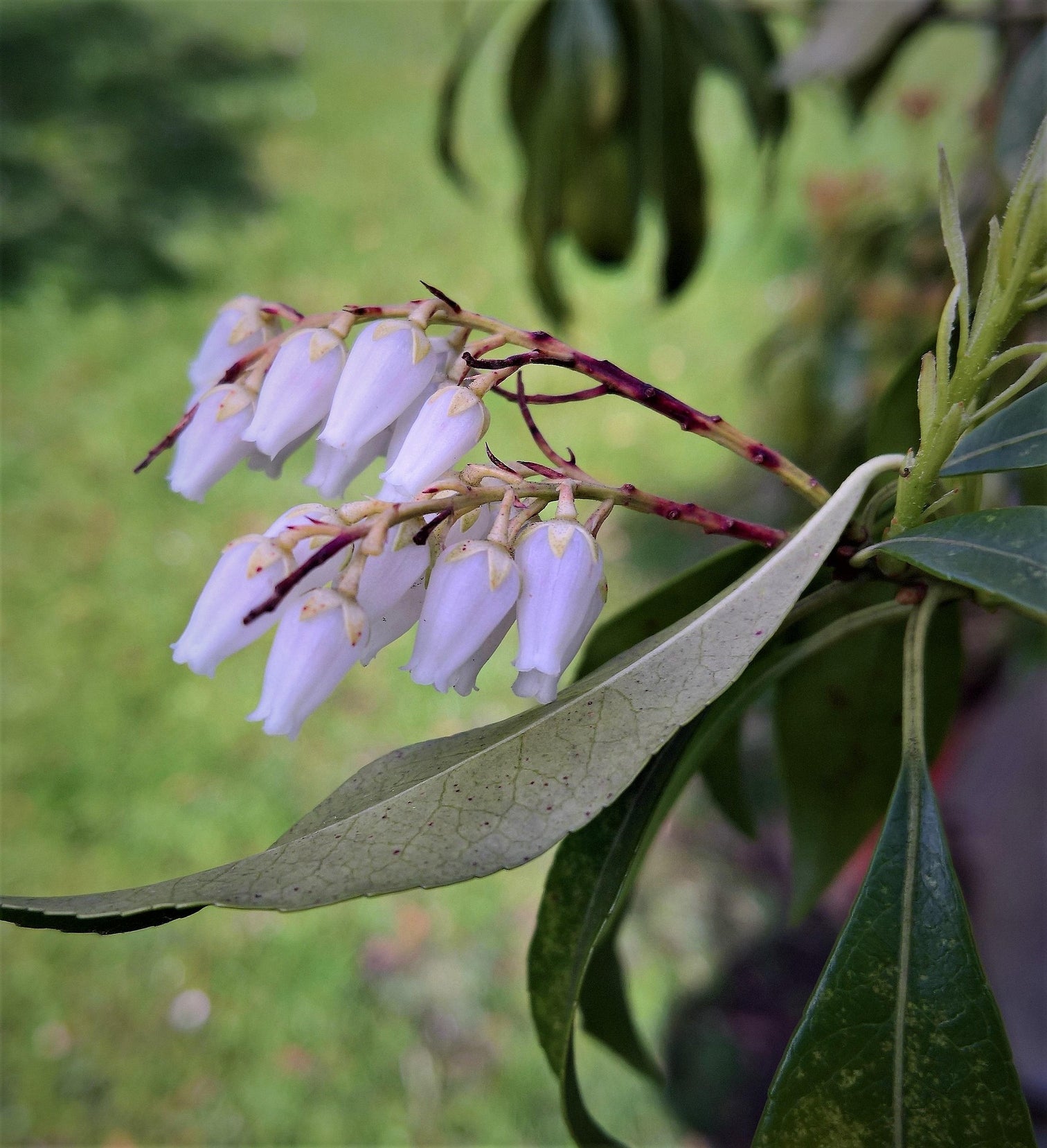 The Pieris Guide – Plant Detectives