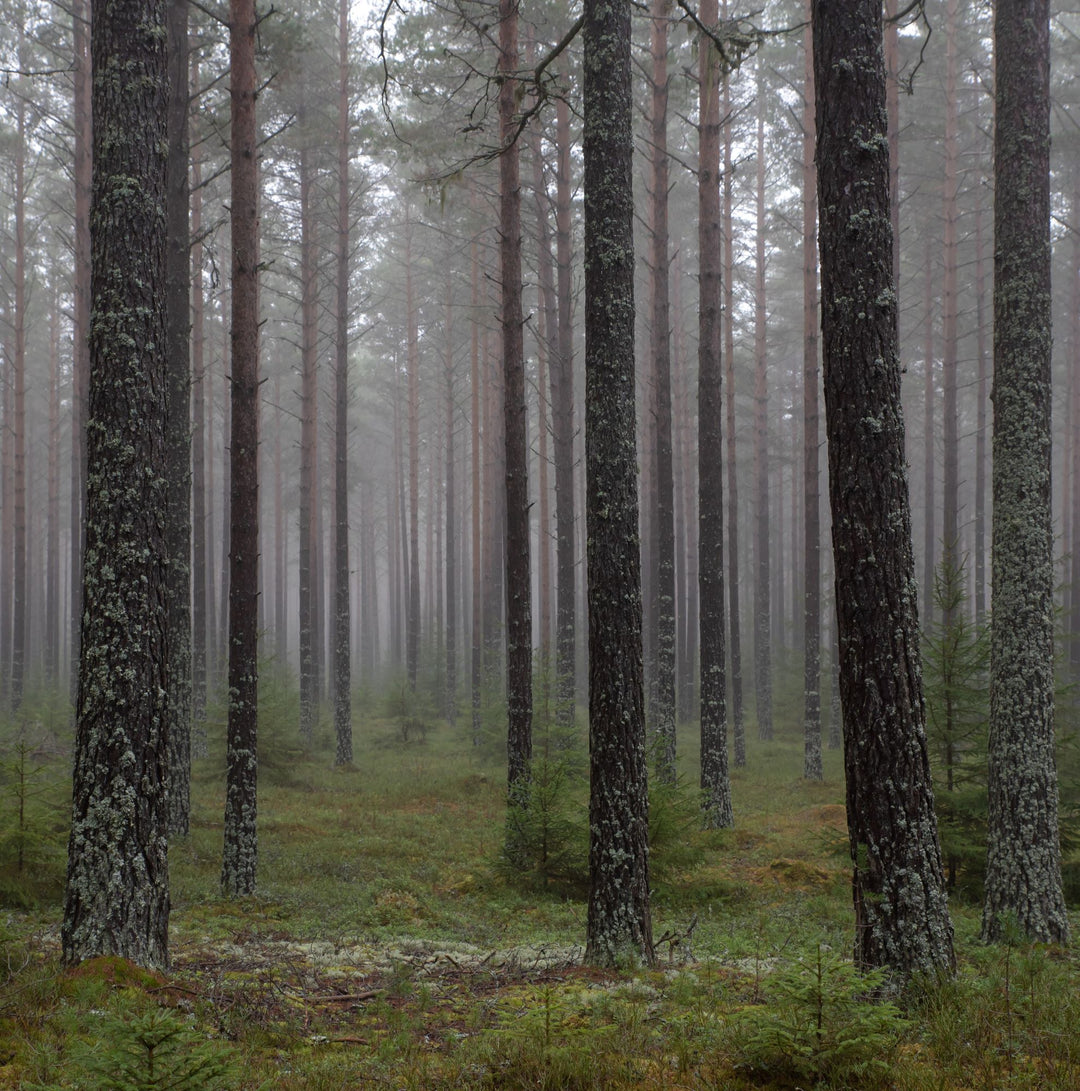 Pine (Pinus) – Plant Detectives