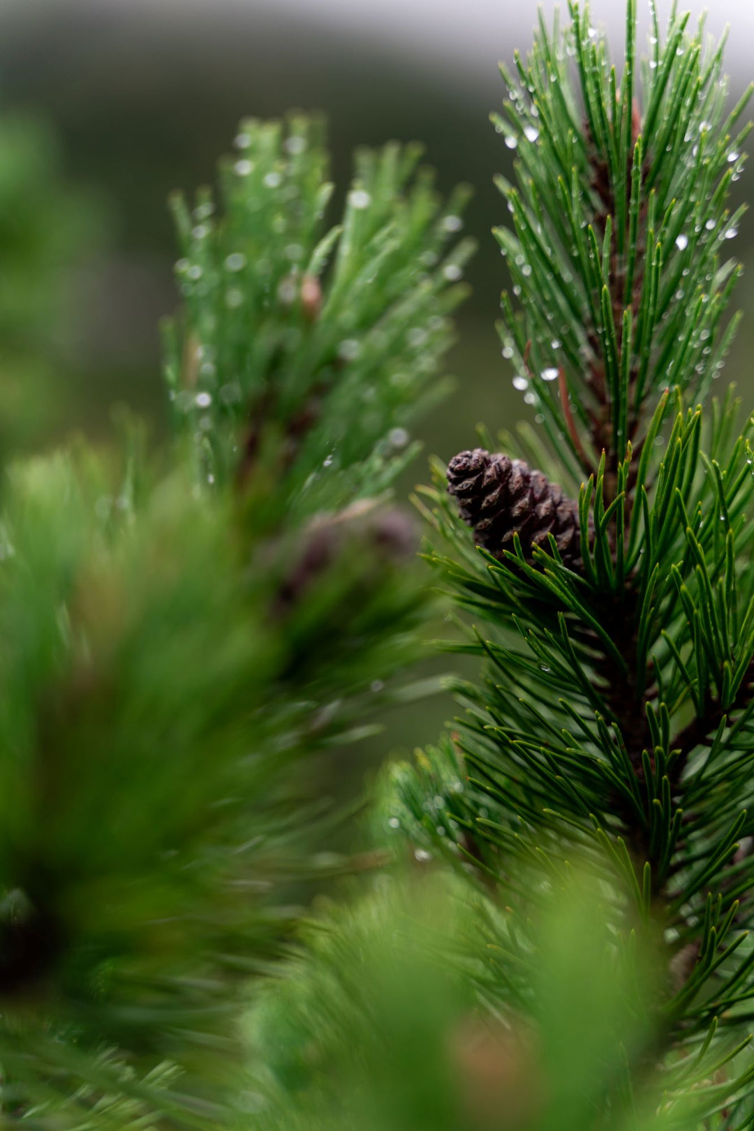Pine (Pinus) – Plant Detectives
