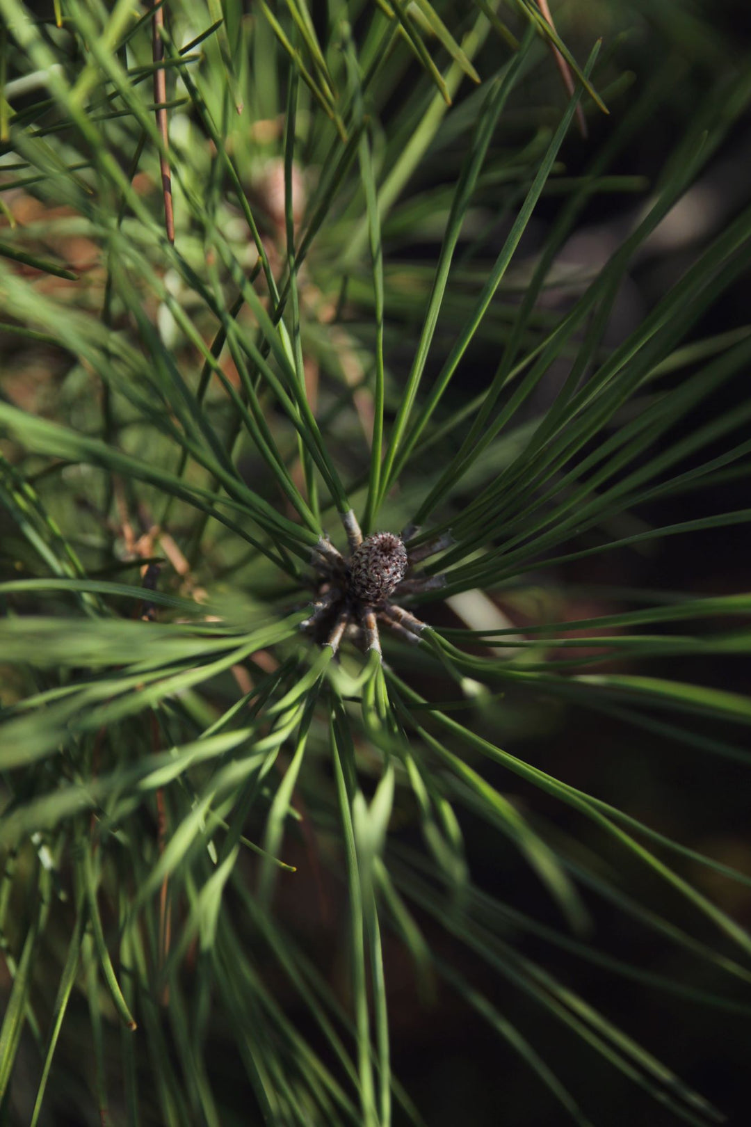 Pine (Pinus) – Plant Detectives