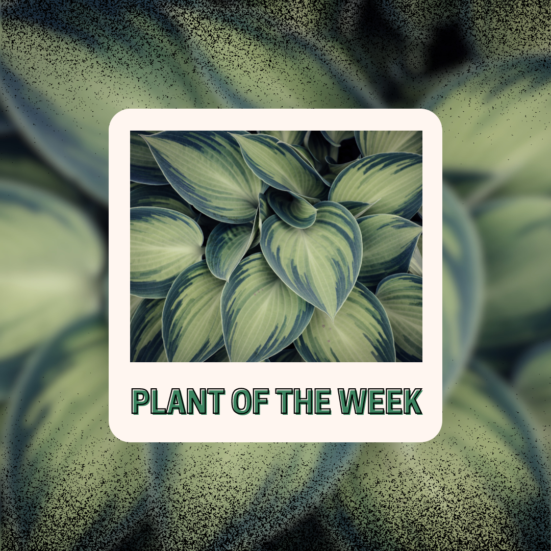 Plant Detectives - Purveyors of Fine Nursery Stock