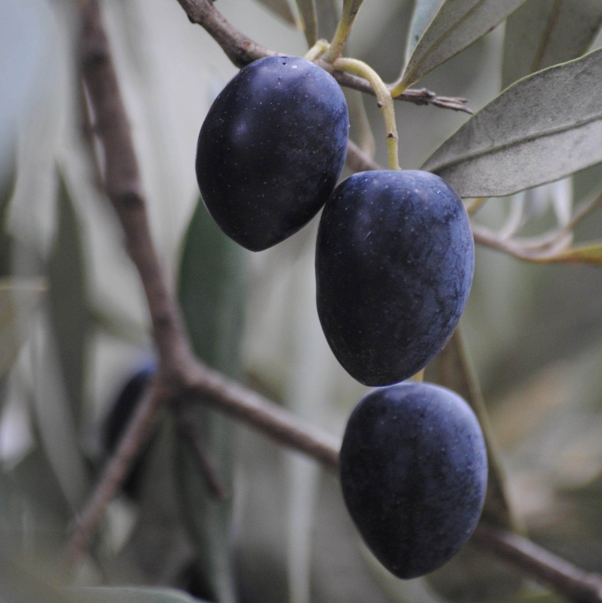 The Plum Tree Guide – Plant Detectives