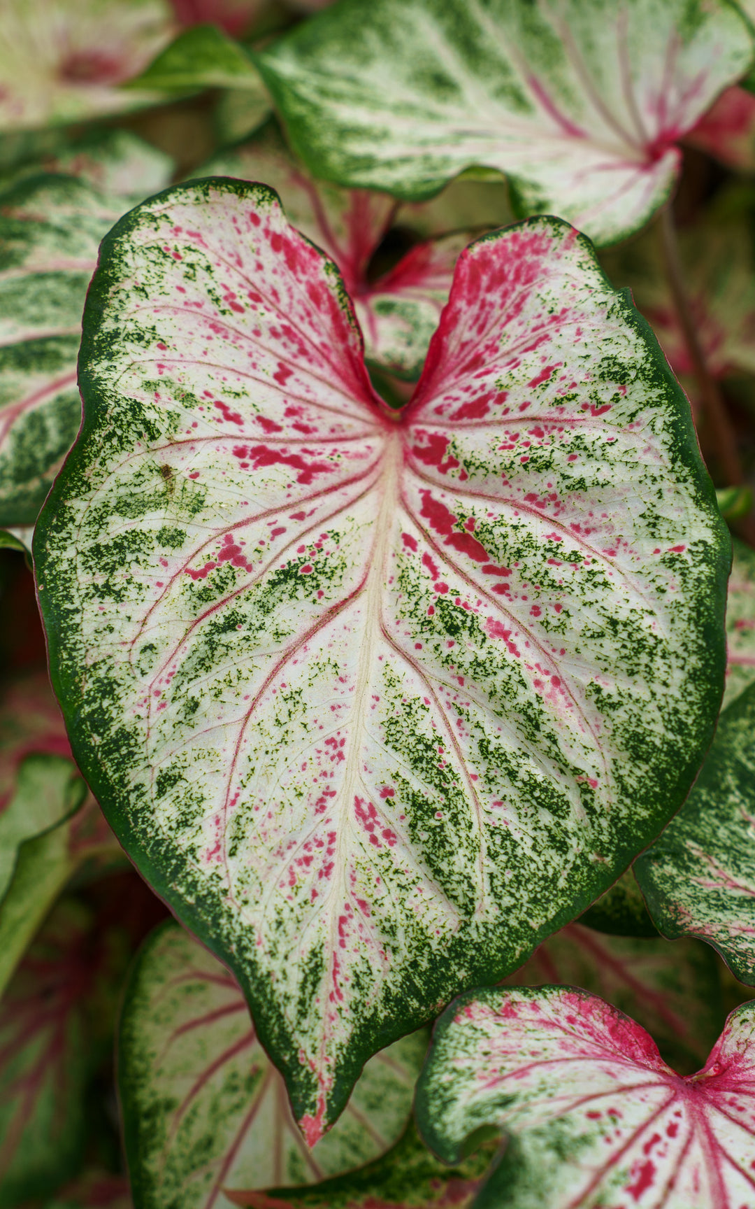 Plant of the Week - Angel Wings – Plant Detectives
